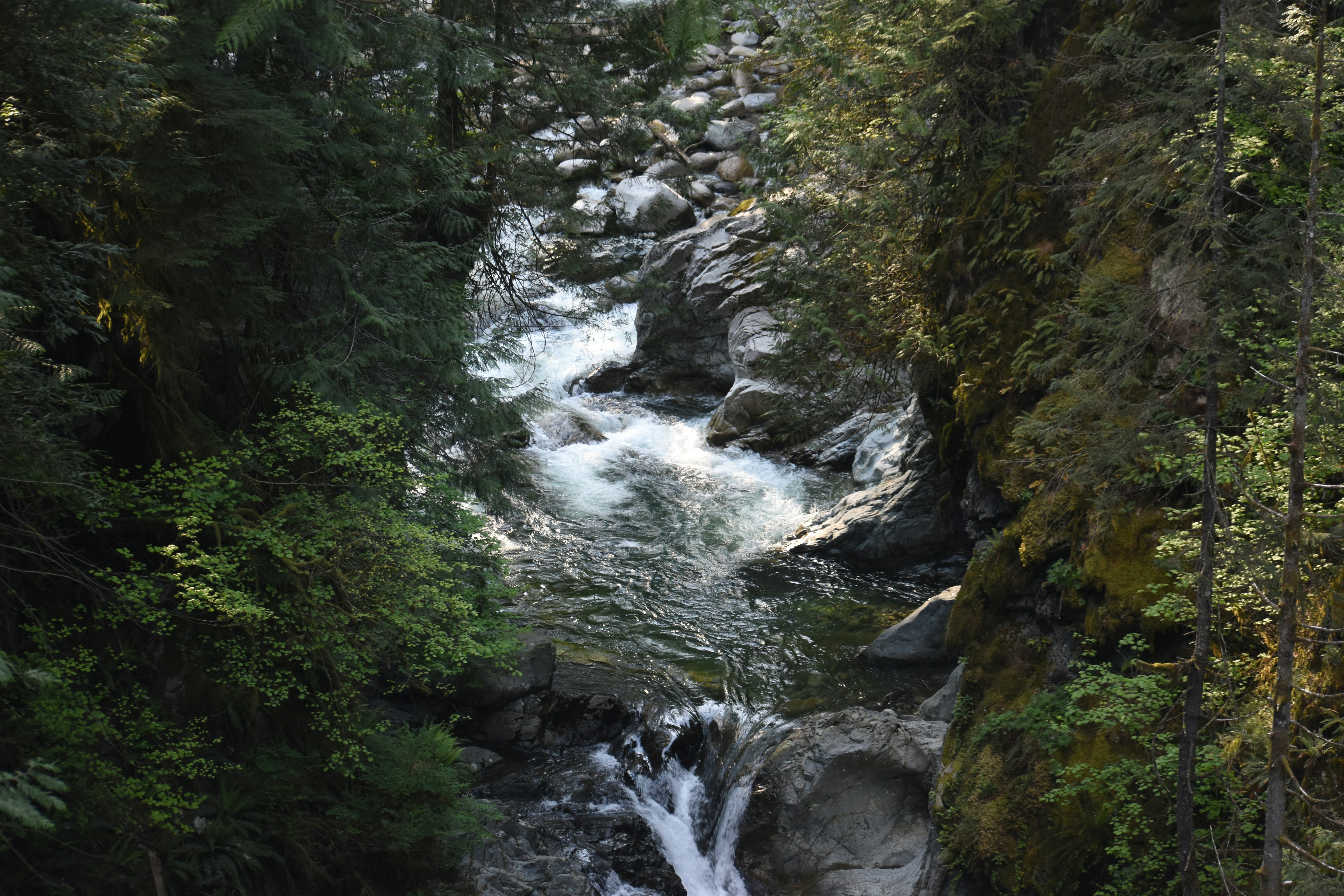 Whispering Gorge: Light in the Forest Stream