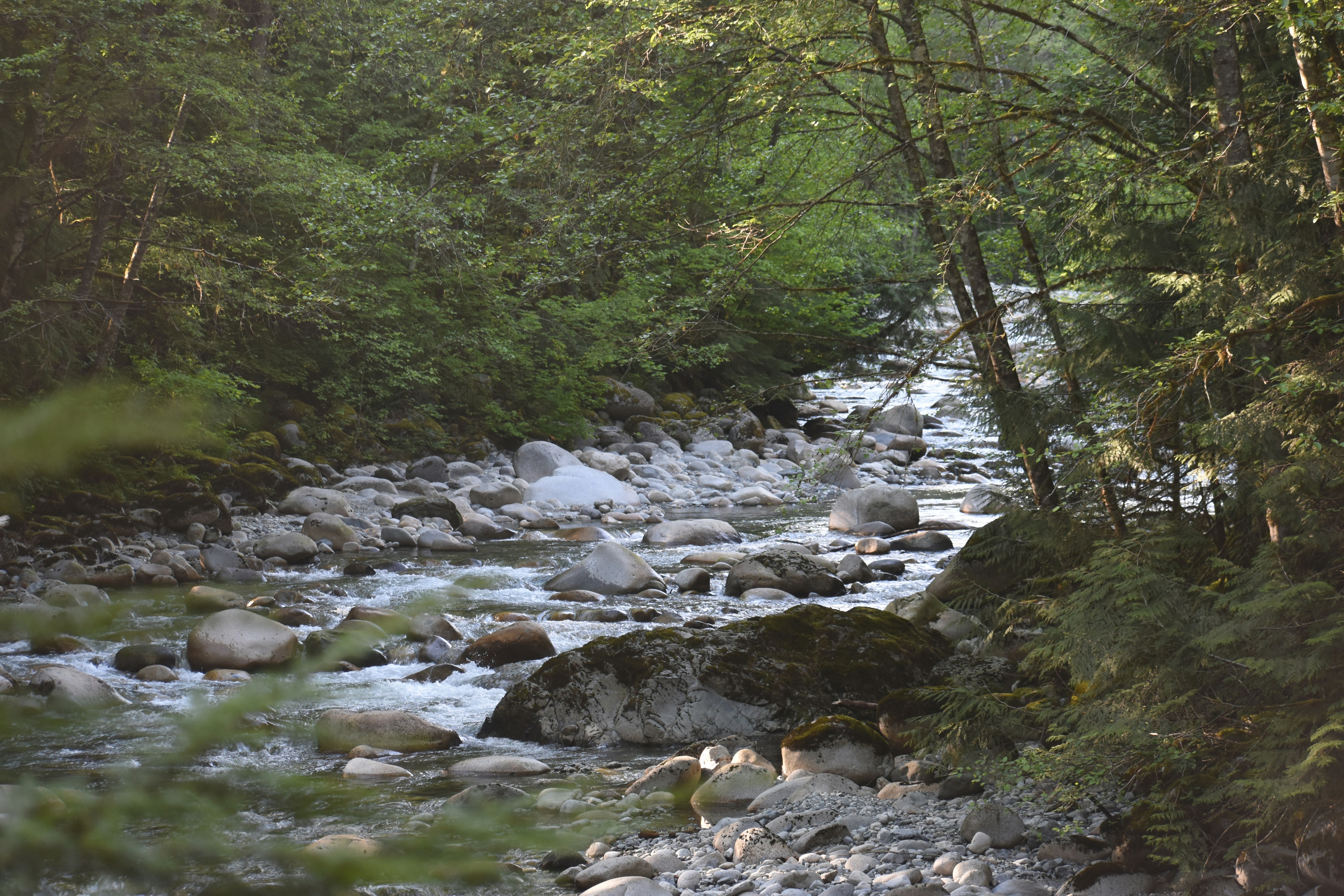 Foam and Boulder River Bend in a Mossy Forest