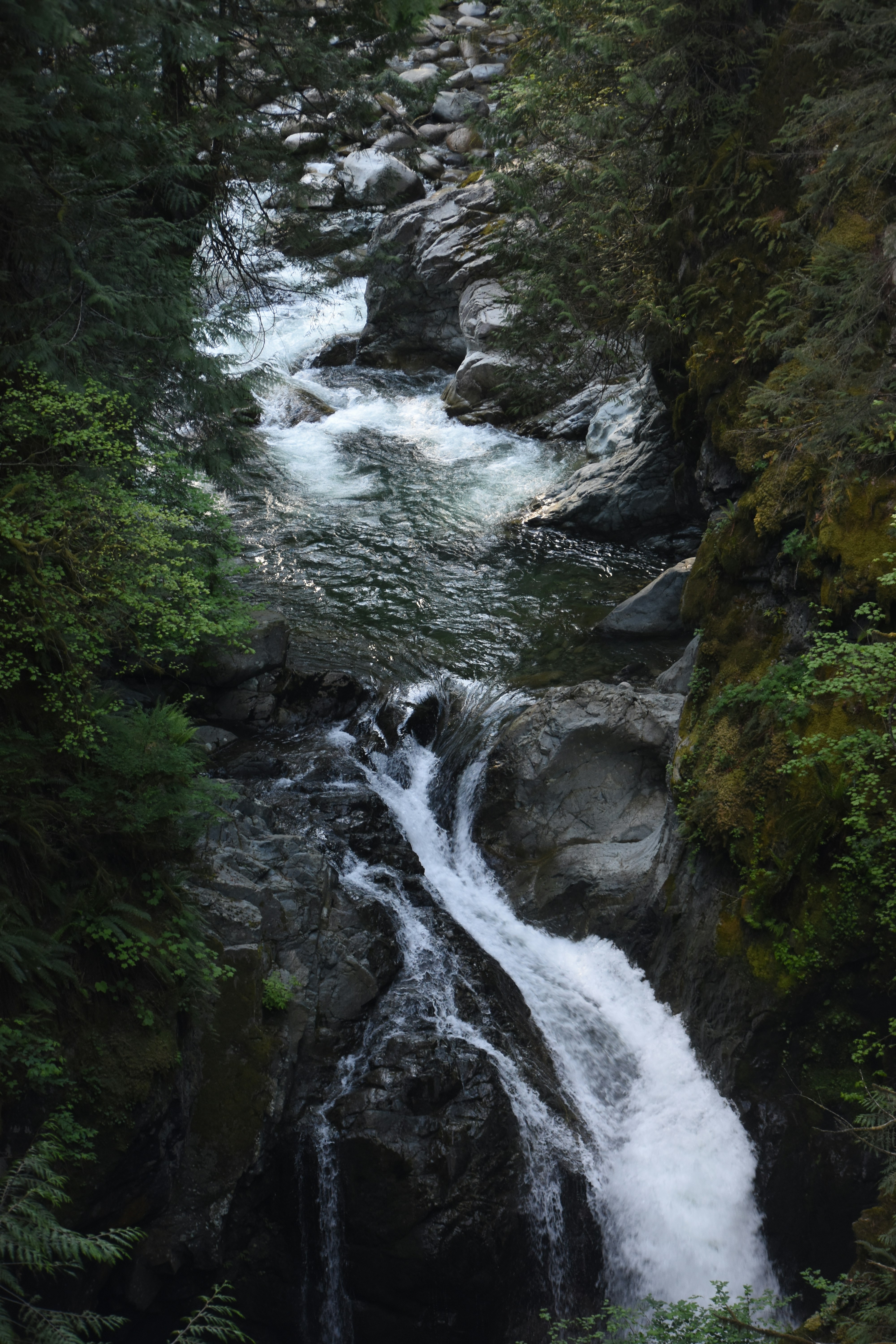 Rugged Gorge Cascade: A Mountain Stream Carving Through Mossy Stone