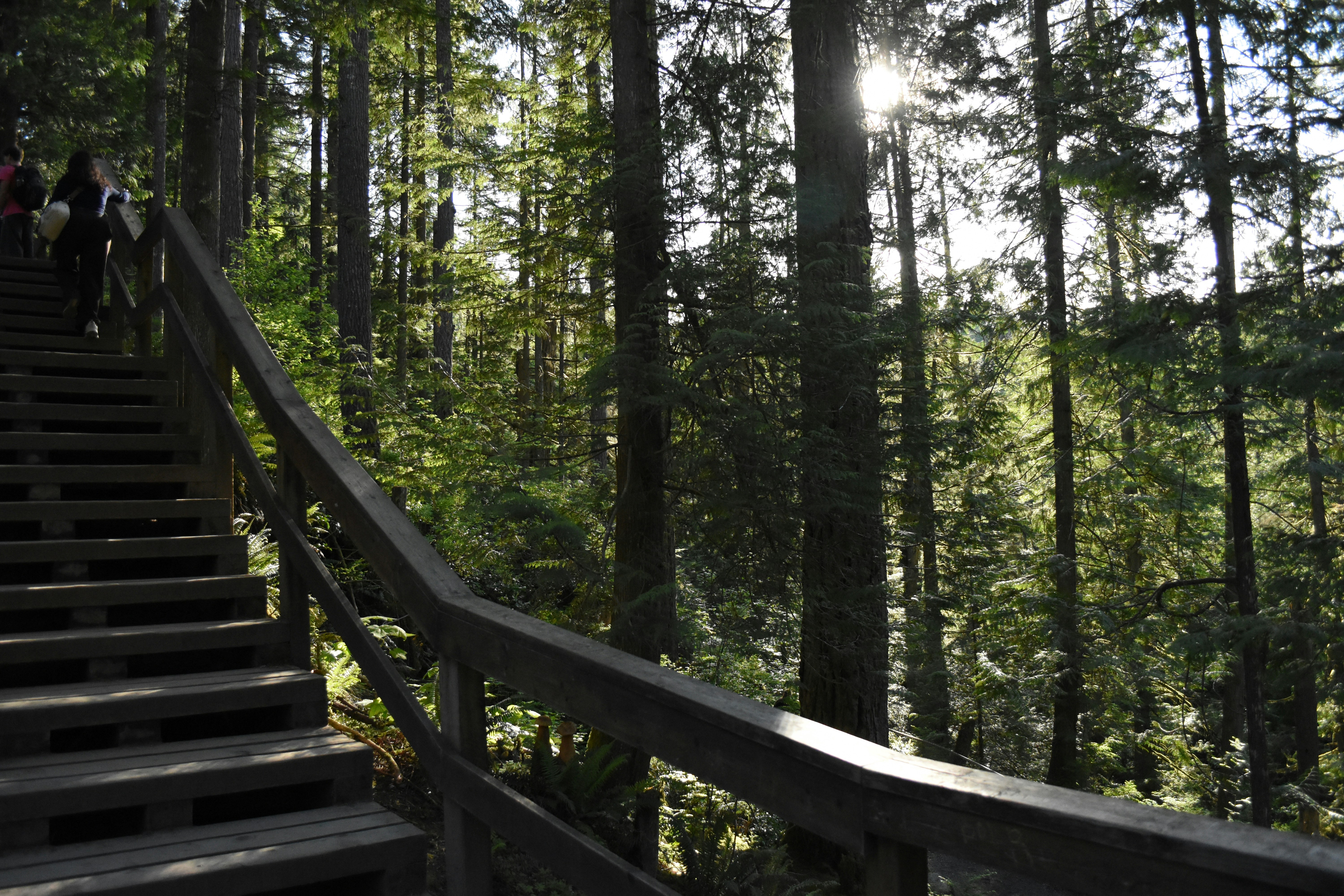 Stairway Through the Pine: Light and Shadow in a Forest Boardwalk