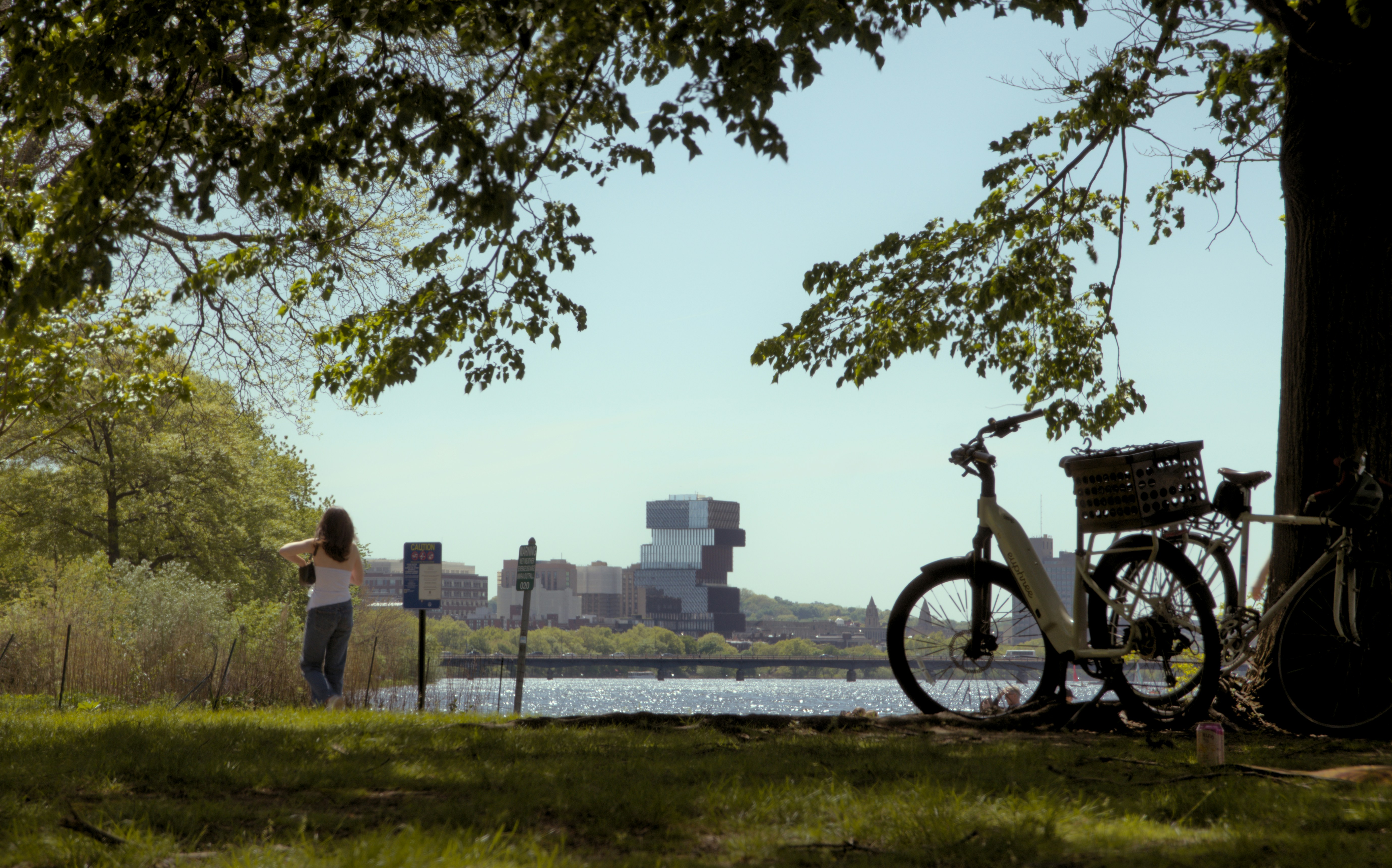 Shadows by the Lake: A Quiet Moment Under the Canopy