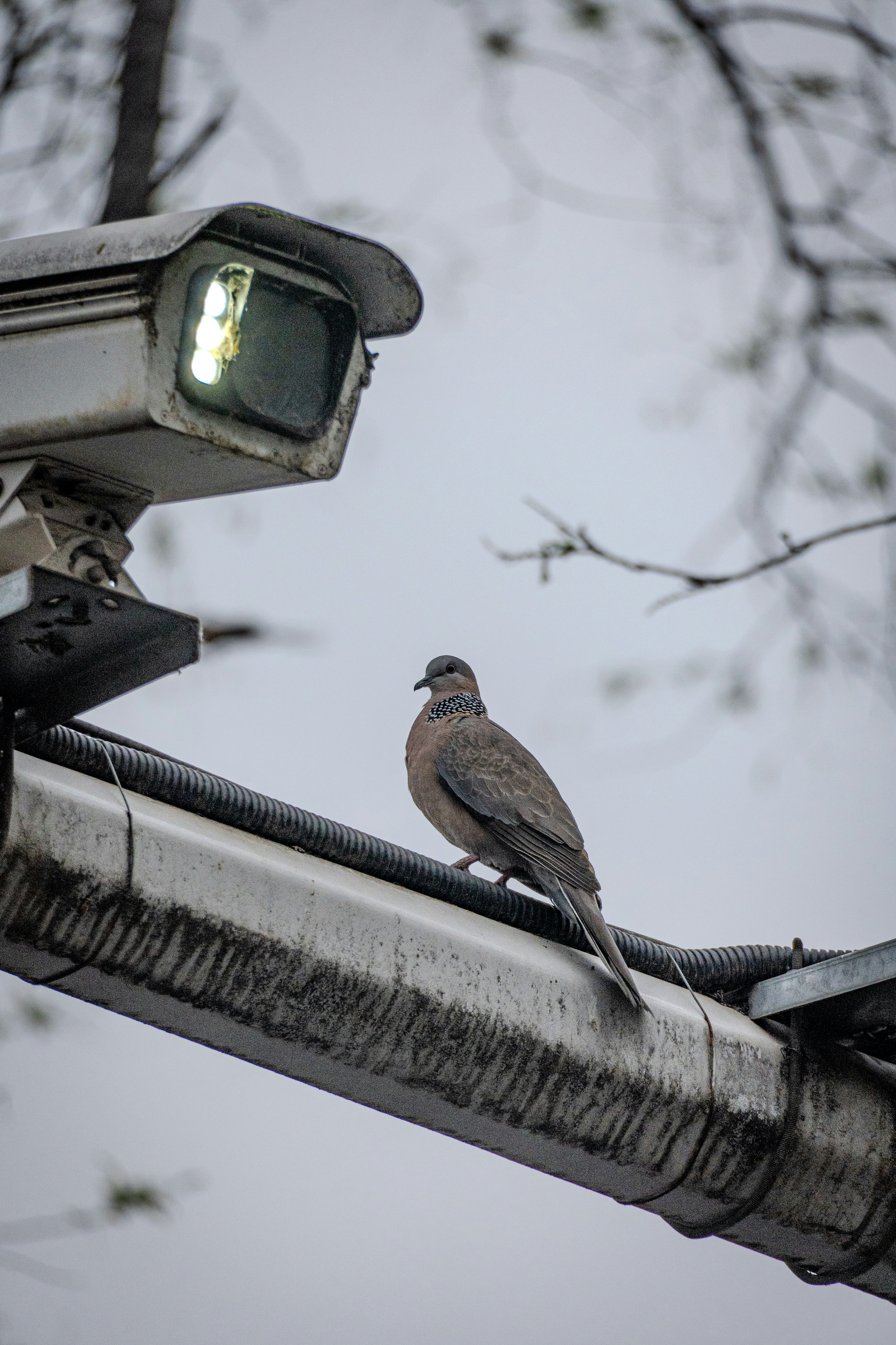 Pigeon on a Weathered Gutter Under Distant Lamp