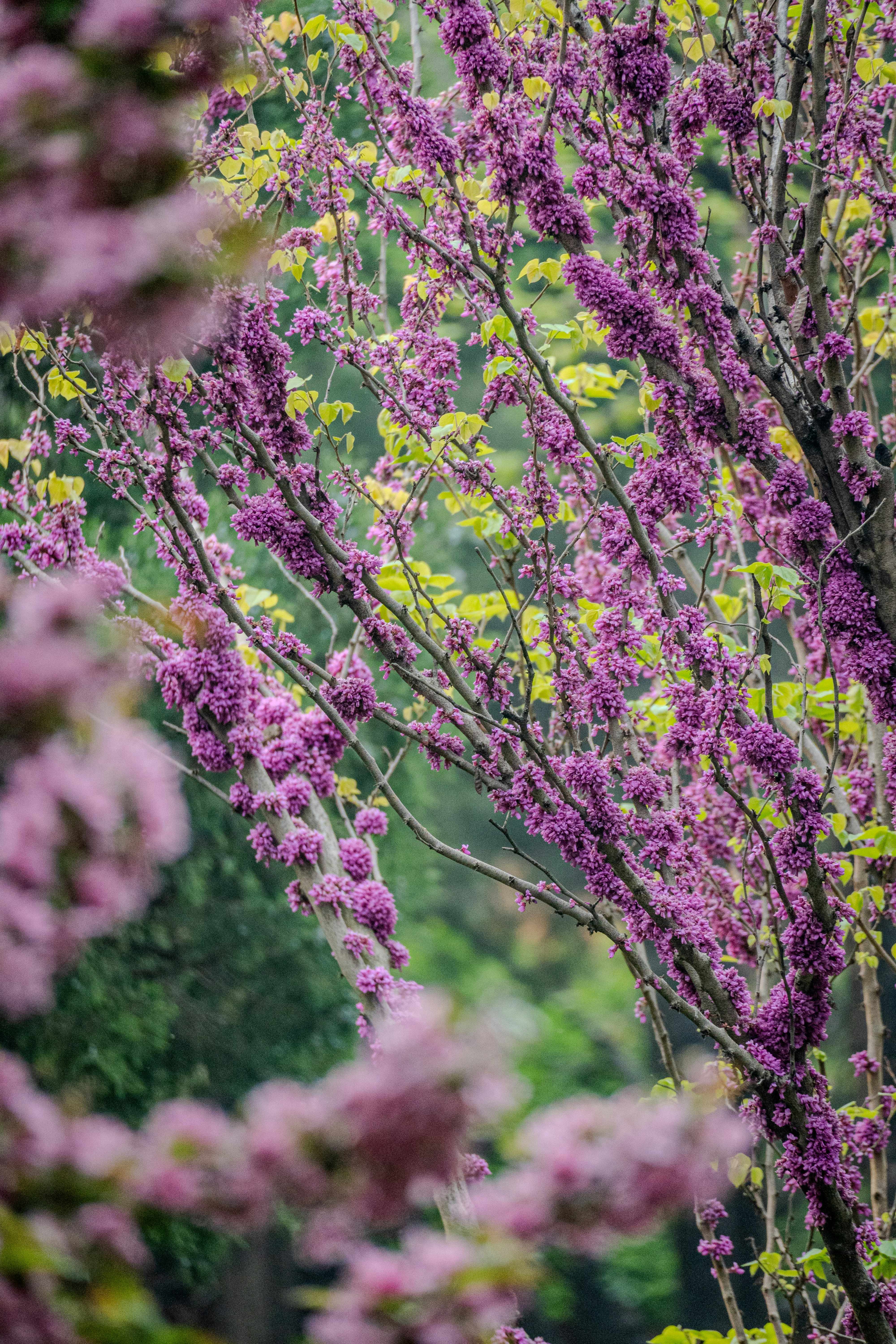 Lilac-clad Arches: A Tapestry of Purple Blooms Framing a Garden Path