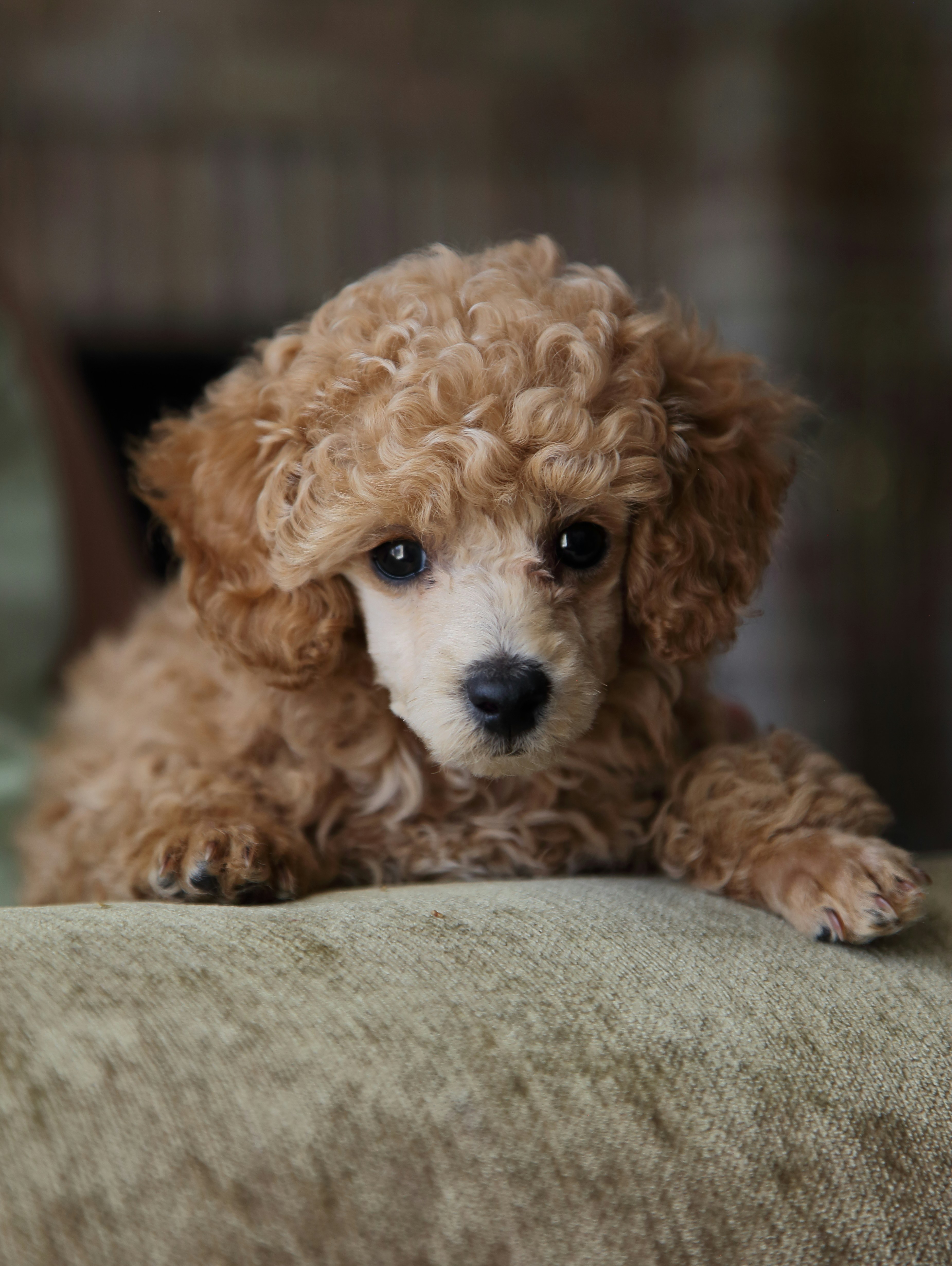 Curious Paws: A Gentle Poodle Puppy Peeks Over a Cushioned Edge