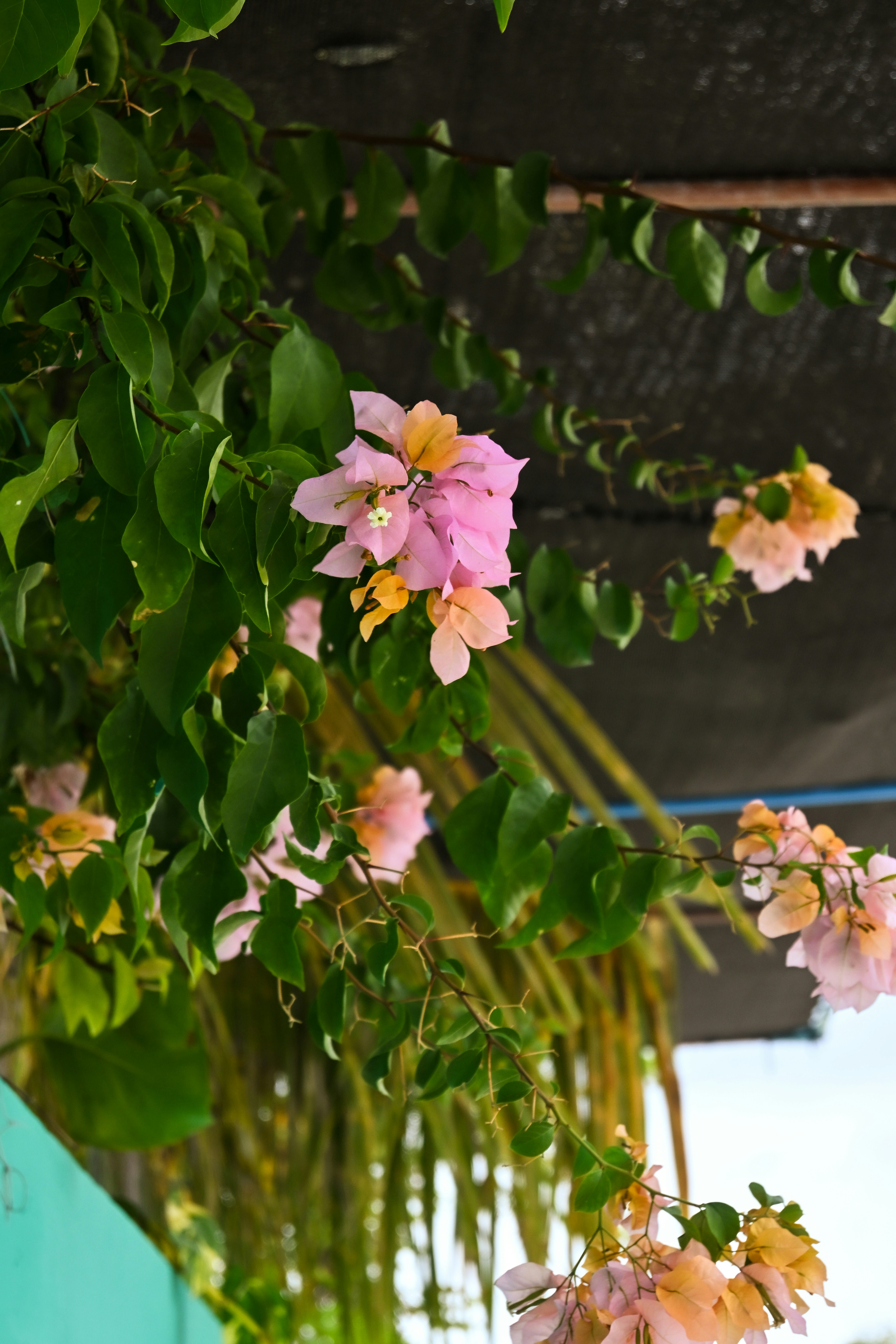 Pink Bougainvillea Cascade Under a Dark Wooden Beam