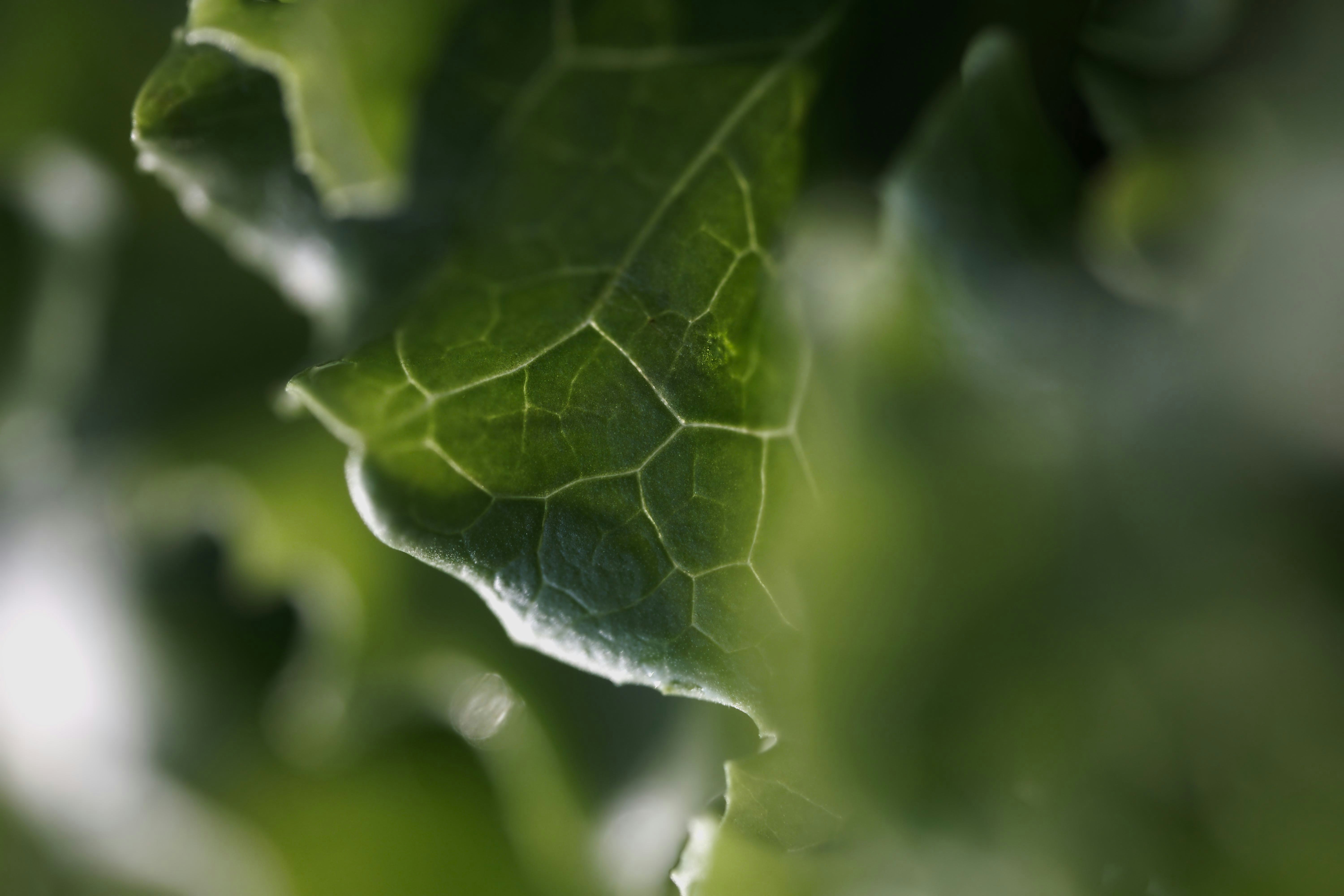 Veiled Green Vein: A Macro Portrait of Leaf Texture