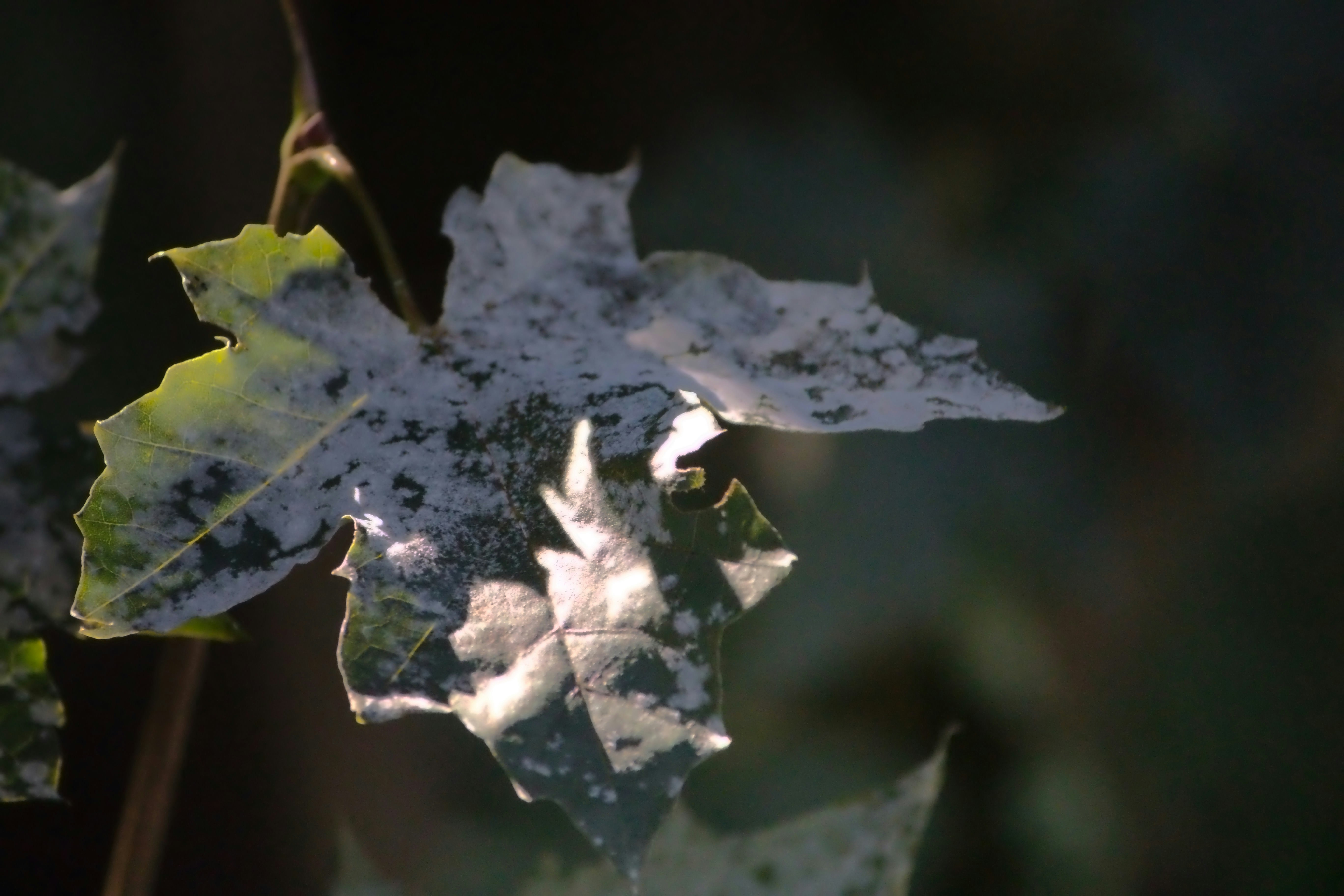 Backlit Maple Leaves in Soft Focus