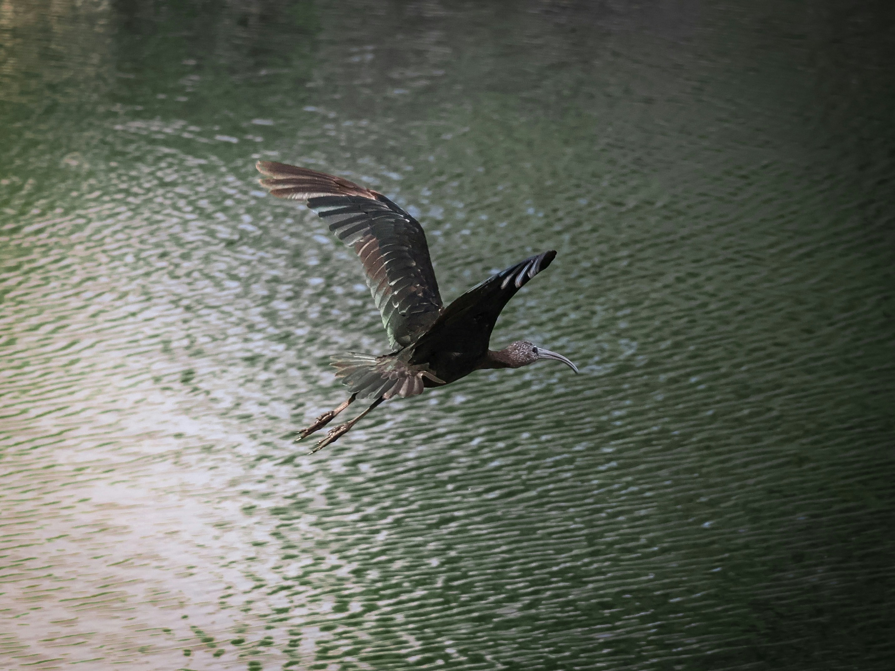 Midflight Heron over Quiet Green Lake
