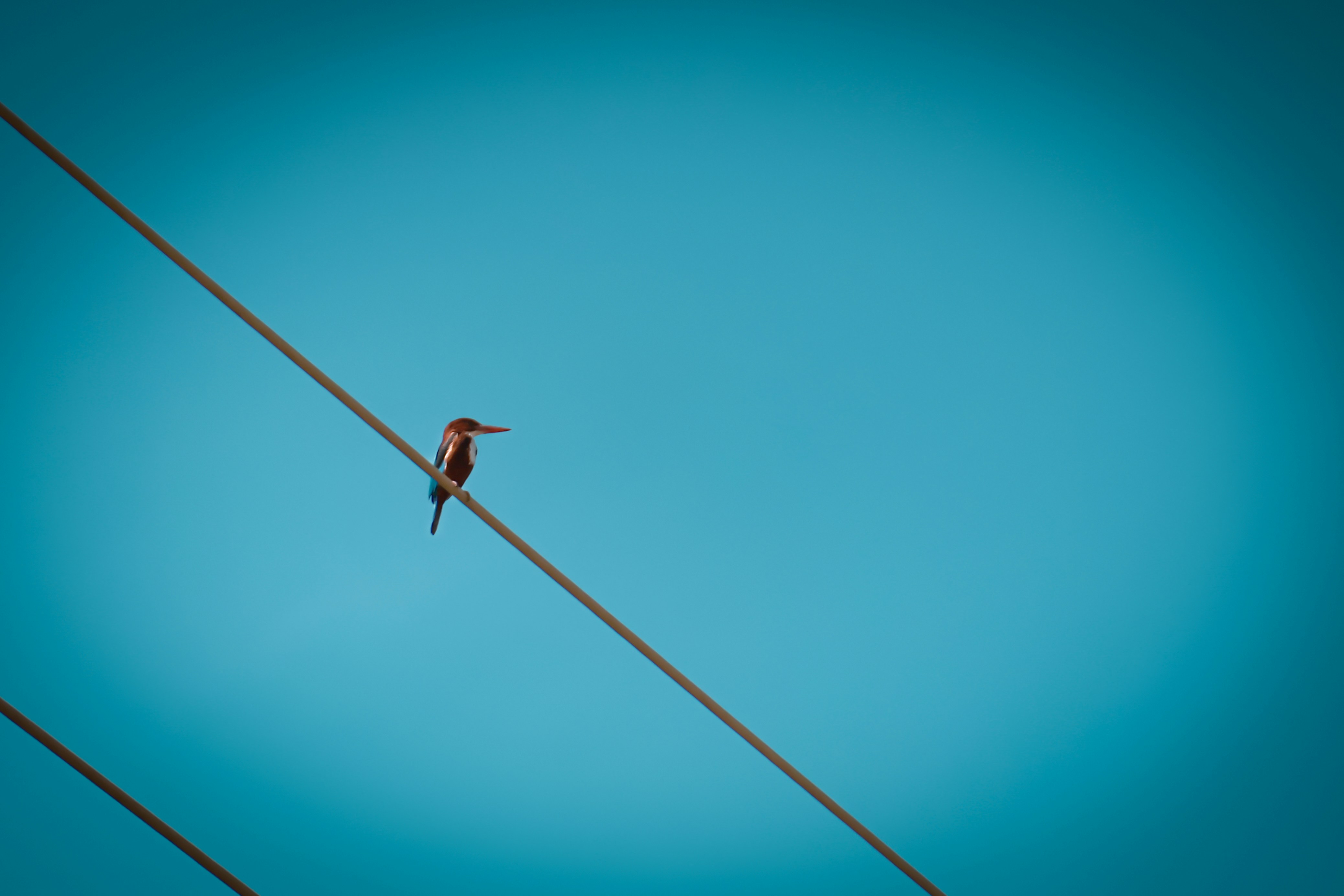 Bird on a Diagonal Wire Against a Cerulean Sky