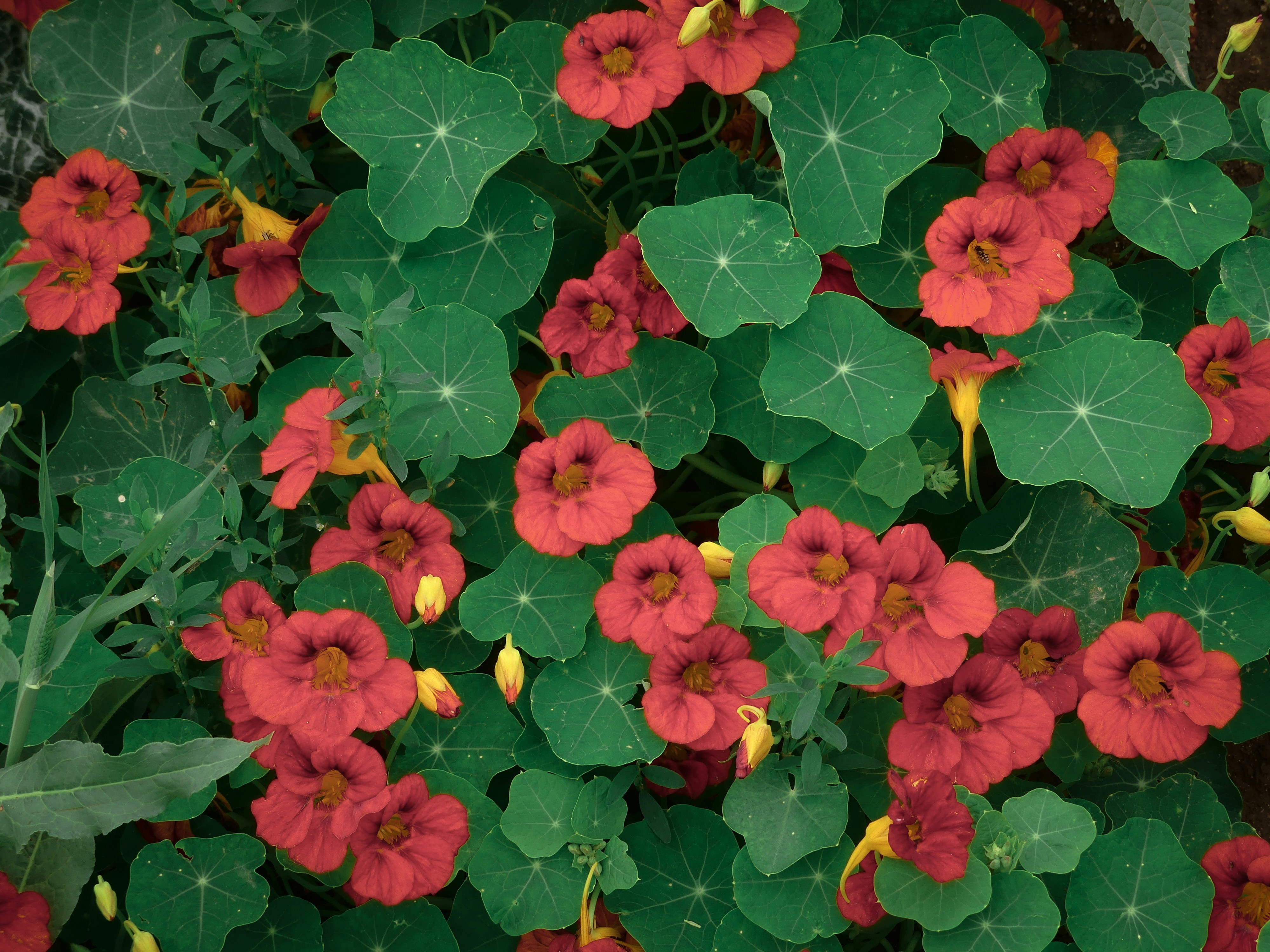 Red-orange begonias bloom amid gloss-green leaves in a sunlit bed