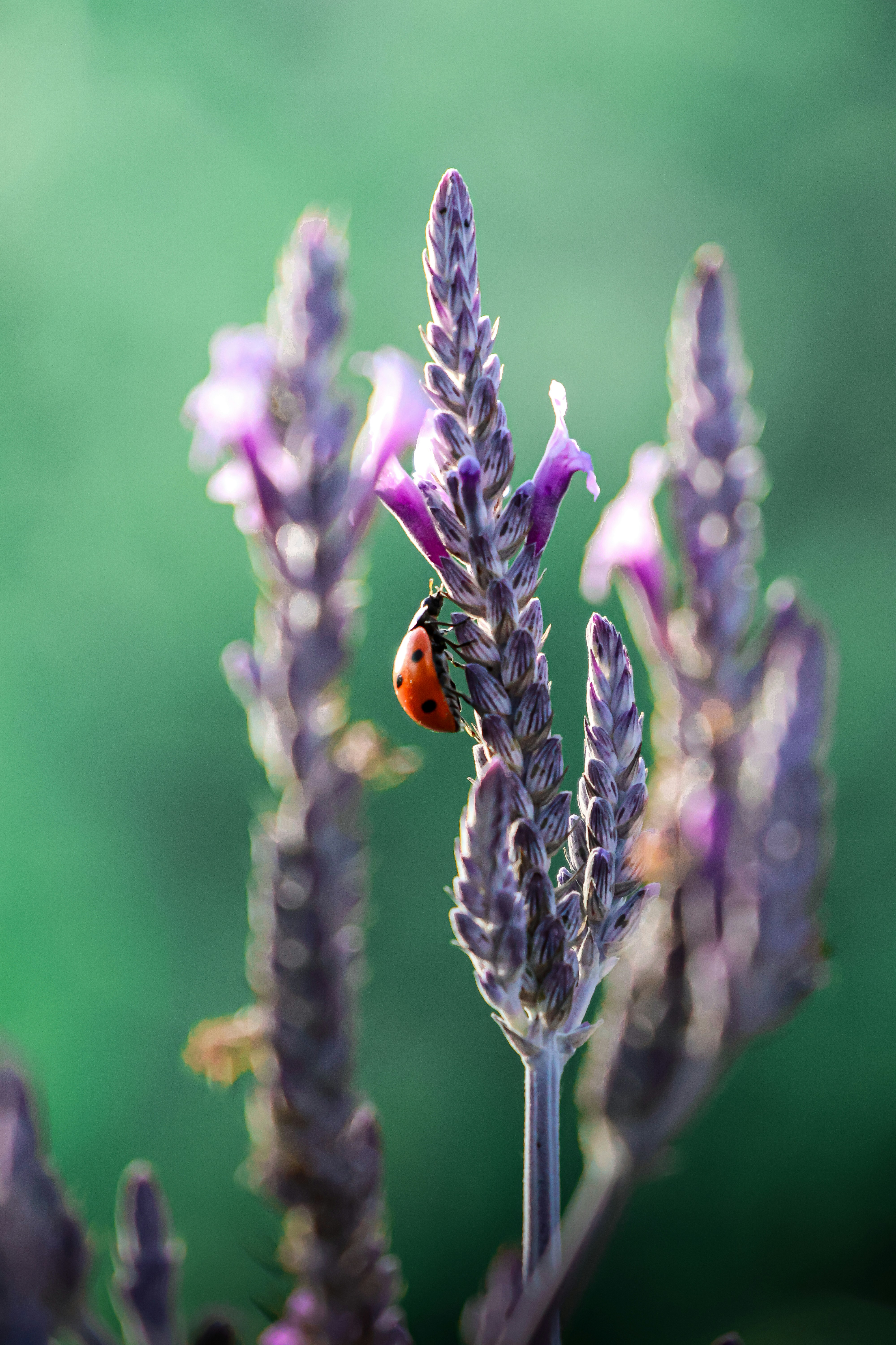 Ladybug on a Lavender Spike: A Moment of Quiet Color