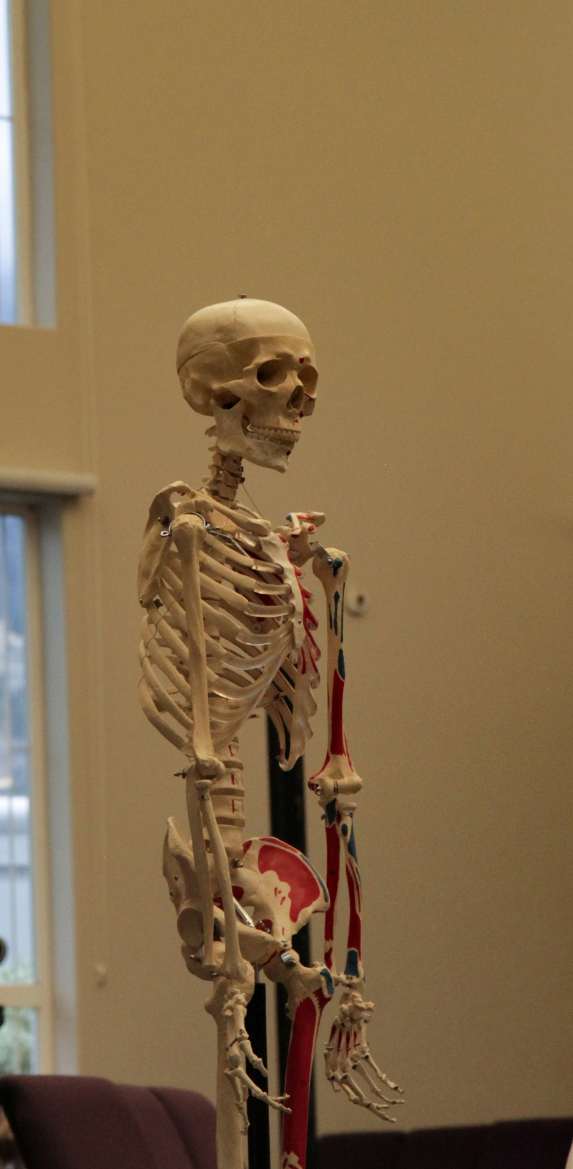 Silent Anatomy: A Skeleton Stands in a Quiet Gallery