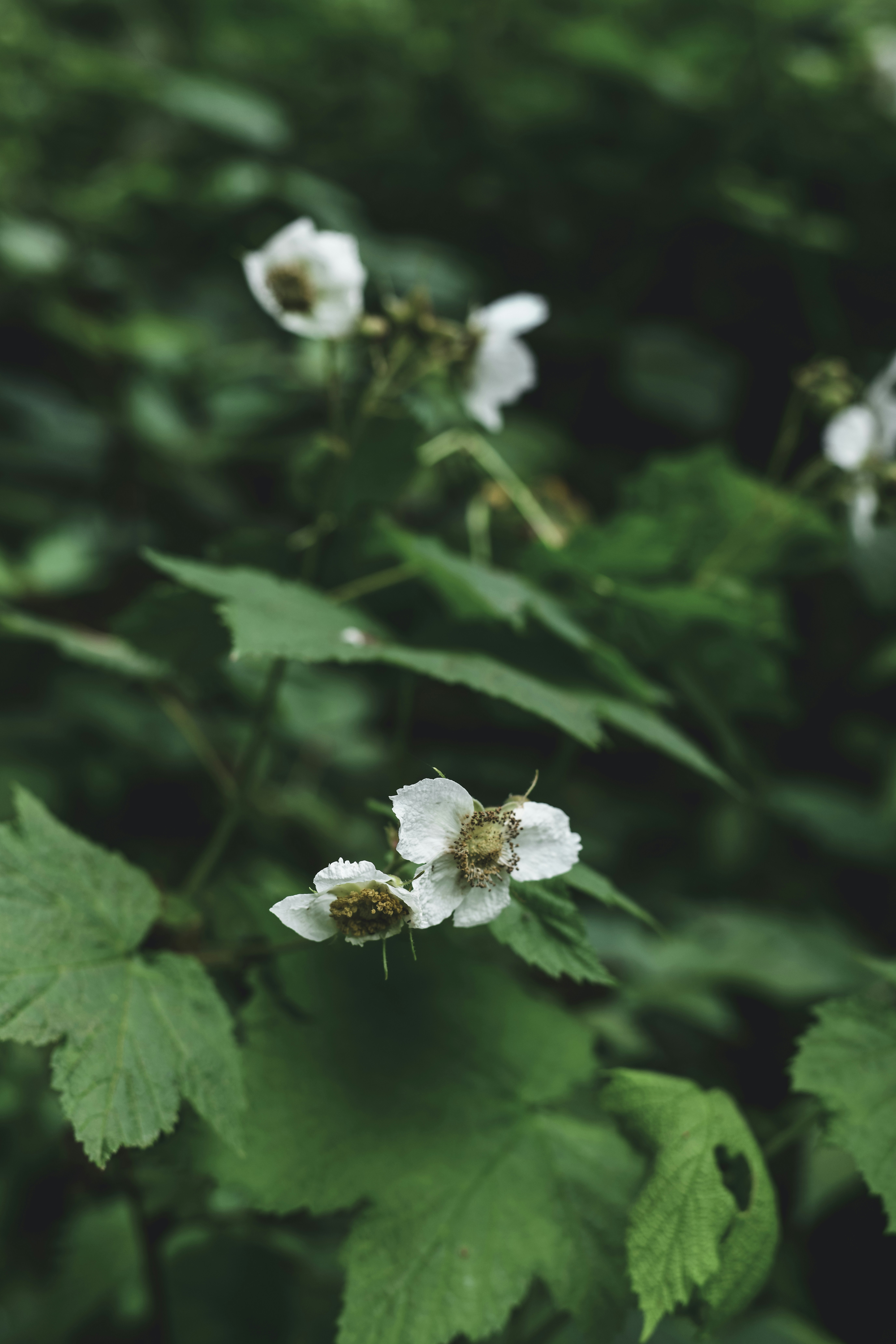 White wildflowers in soft focus green undergrowth