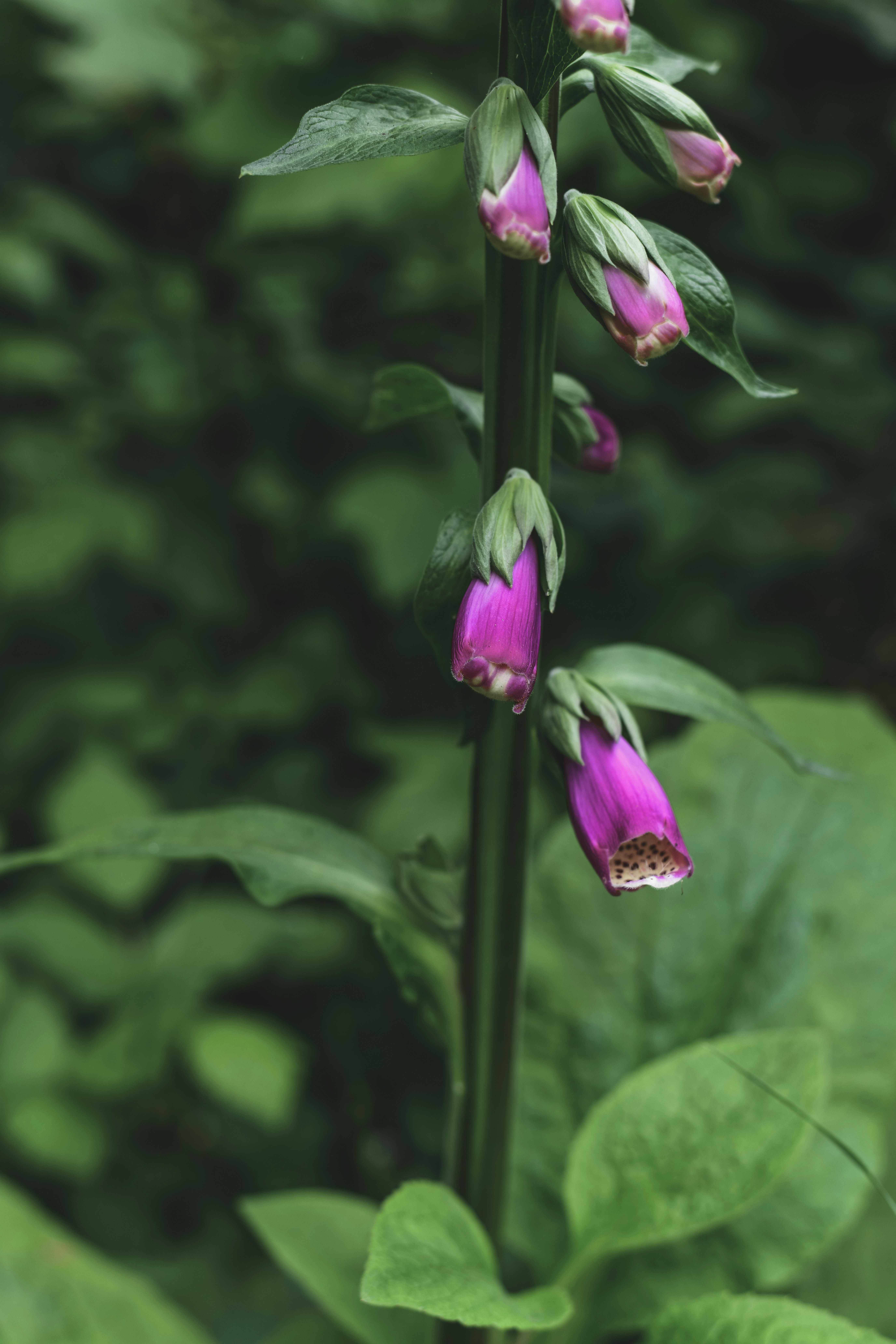 A Vertical Spike of Magenta Bells Emerging from Green Veil