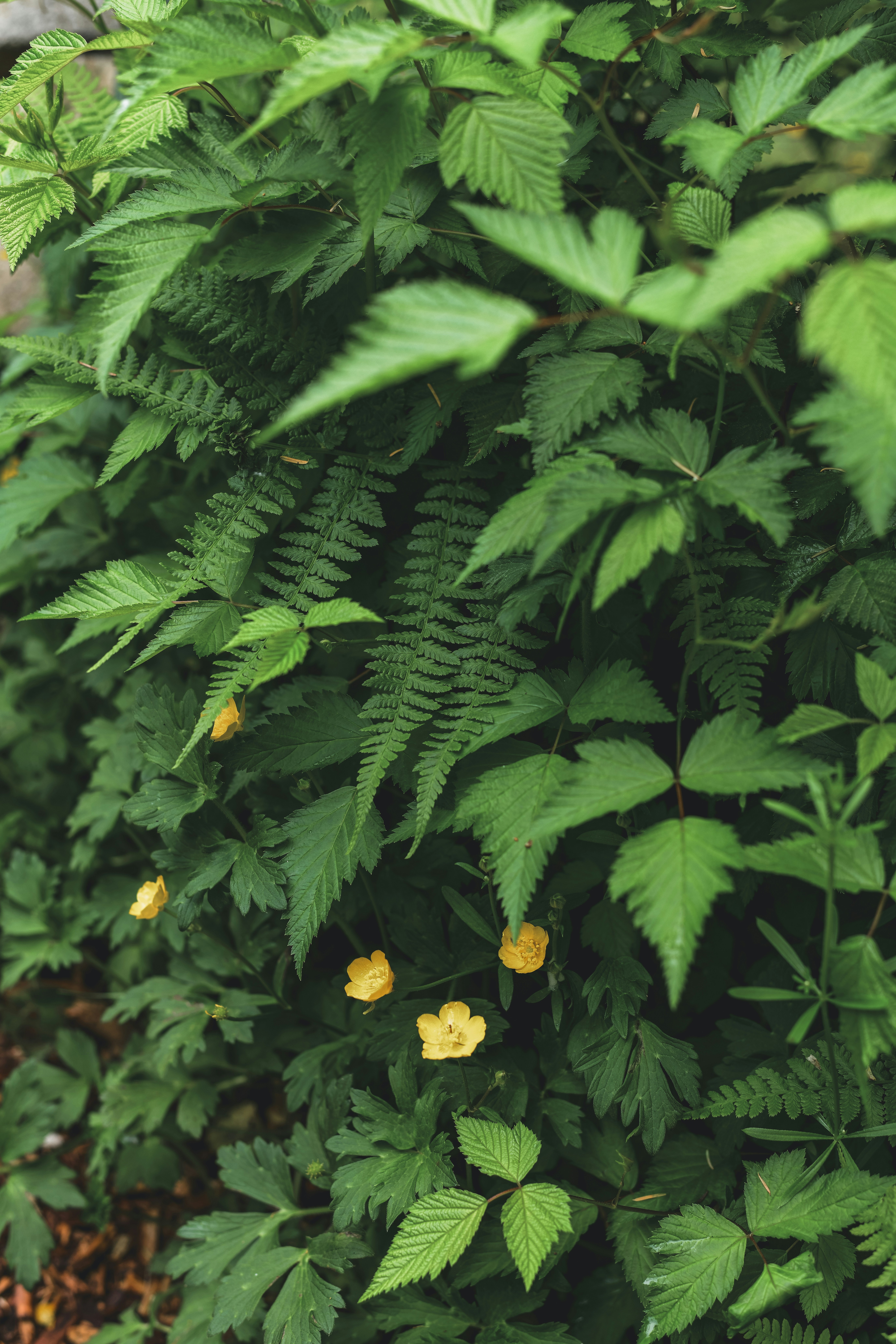Verdant Ferns and Yellow Bloomlets: Quiet Understory Close-Up
