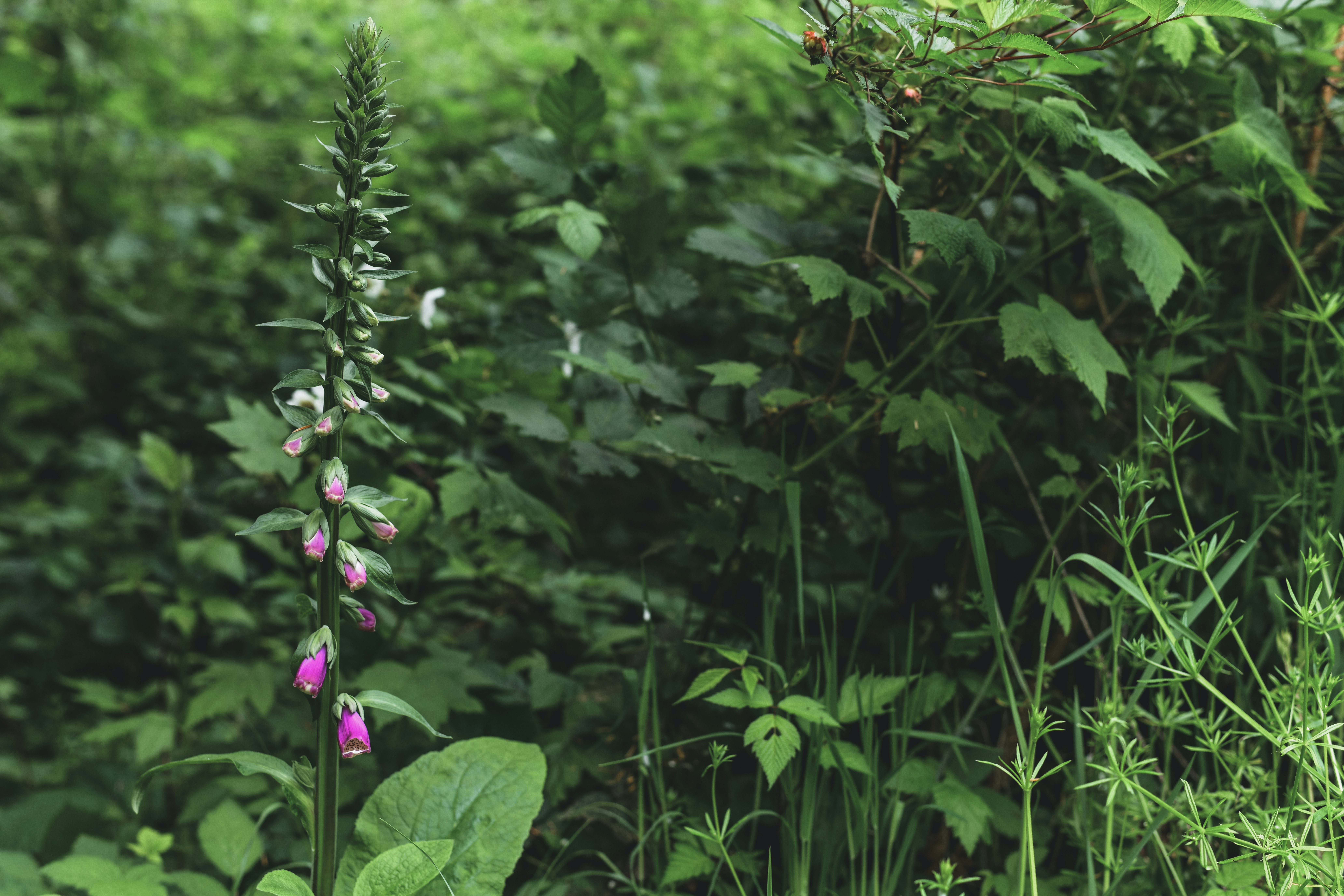 Pink-tipped spike of foxglove peeking through a sea of green
