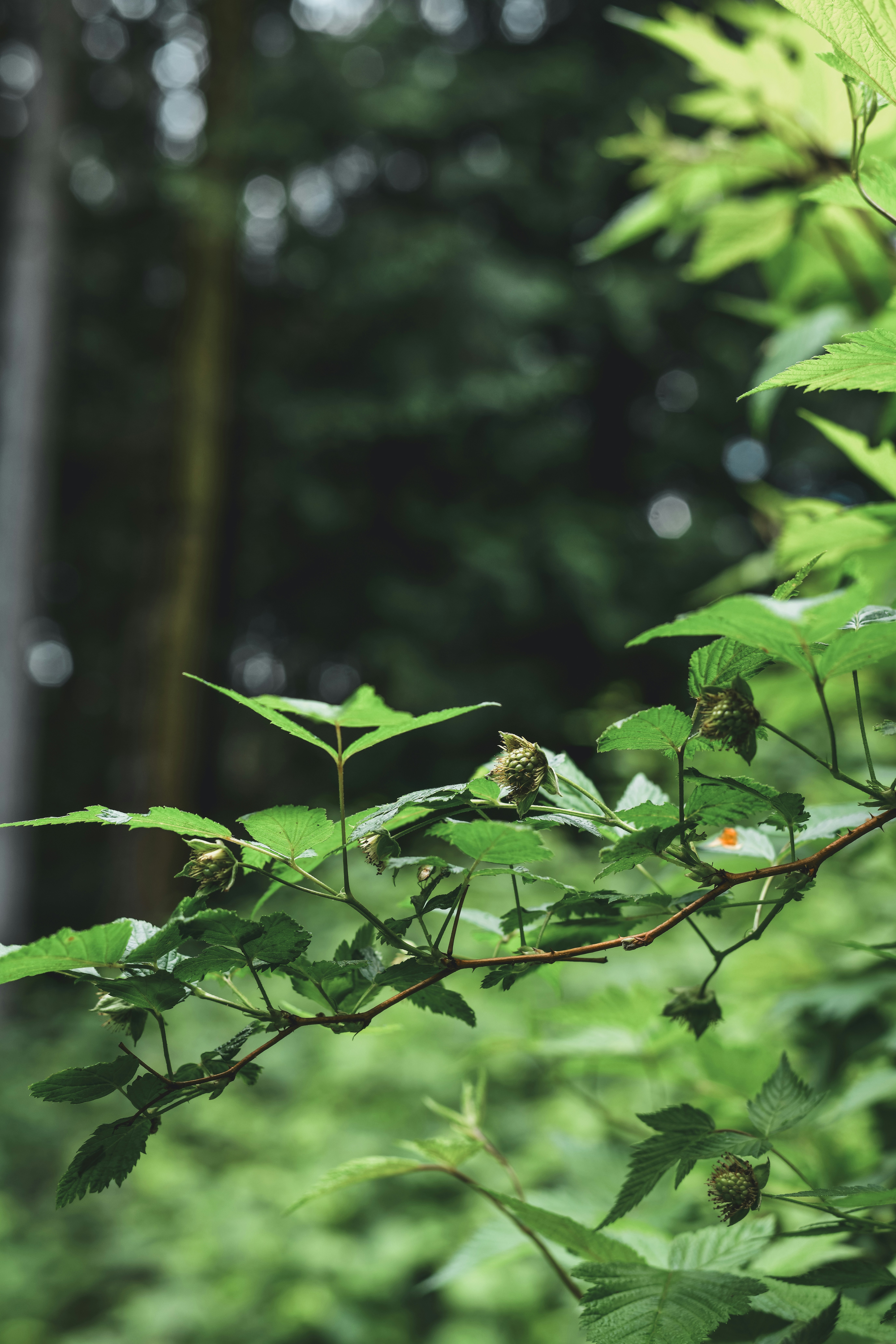 Emerald Branches: Close-View in a Quiet Forest