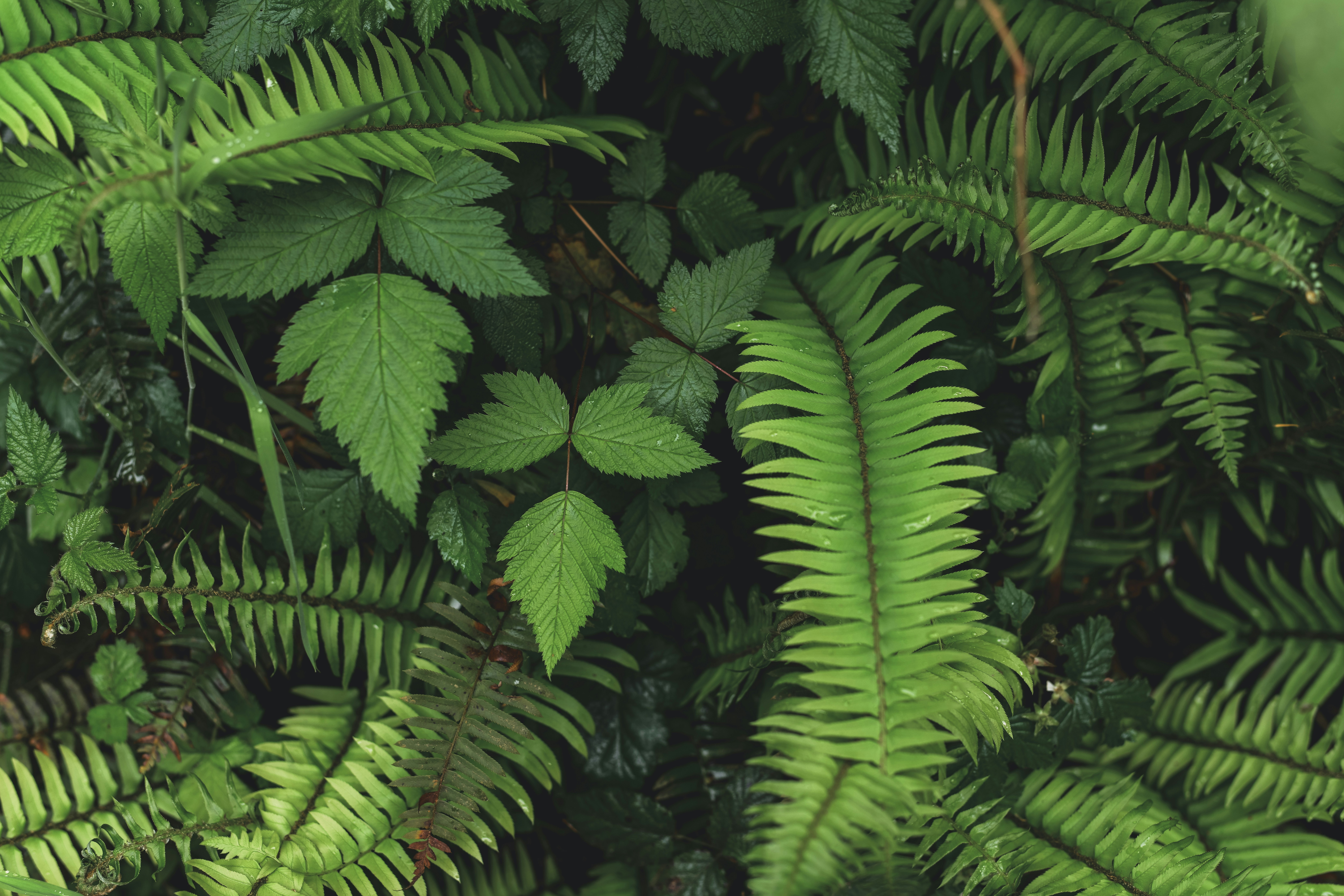 Emerald Fronds: A Quiet Tangle of Ferns