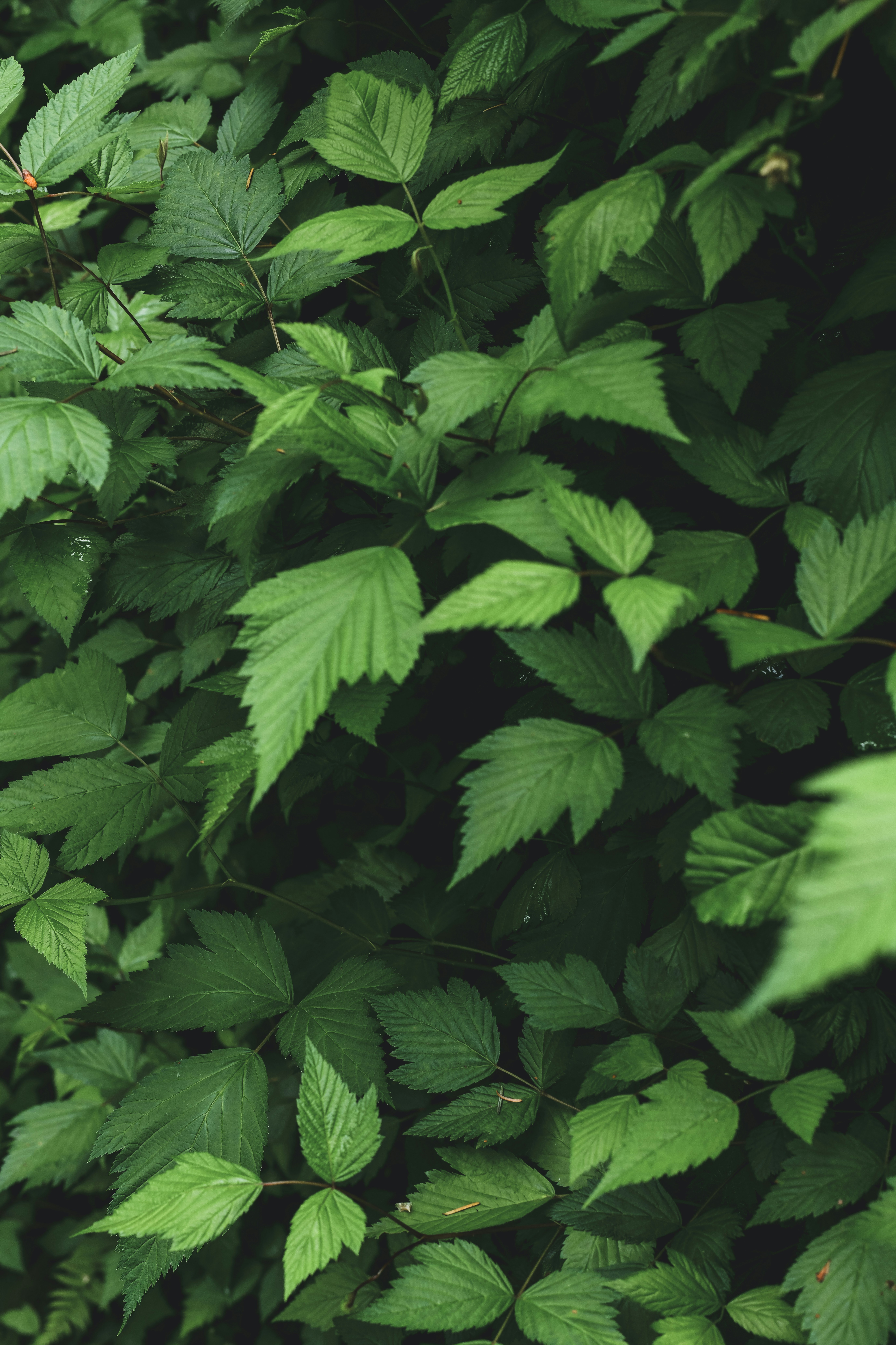 Emerald Veil: Dense Green Leaves in Quiet Light