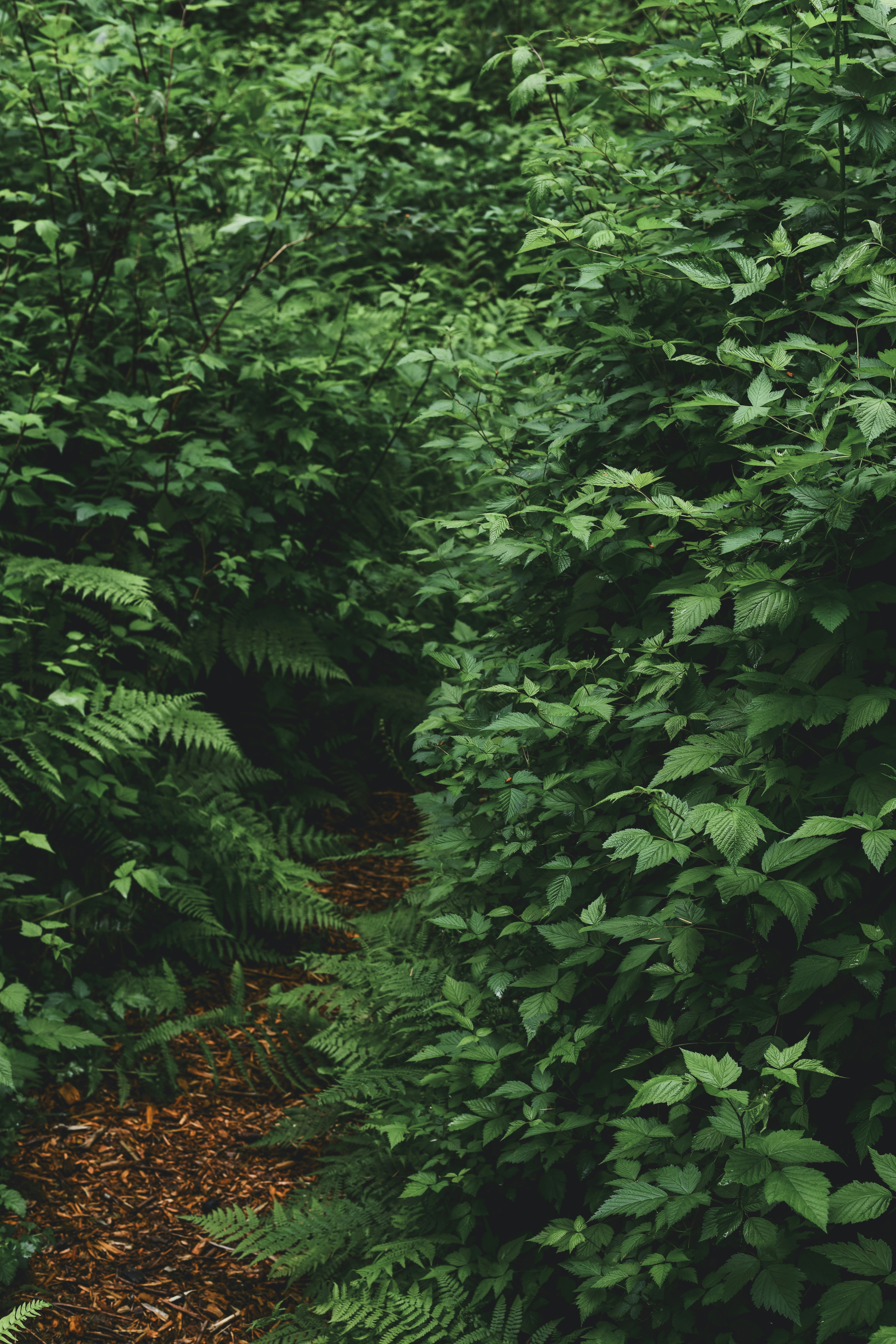 Hidden Forest Pathway Between Dense Ferns