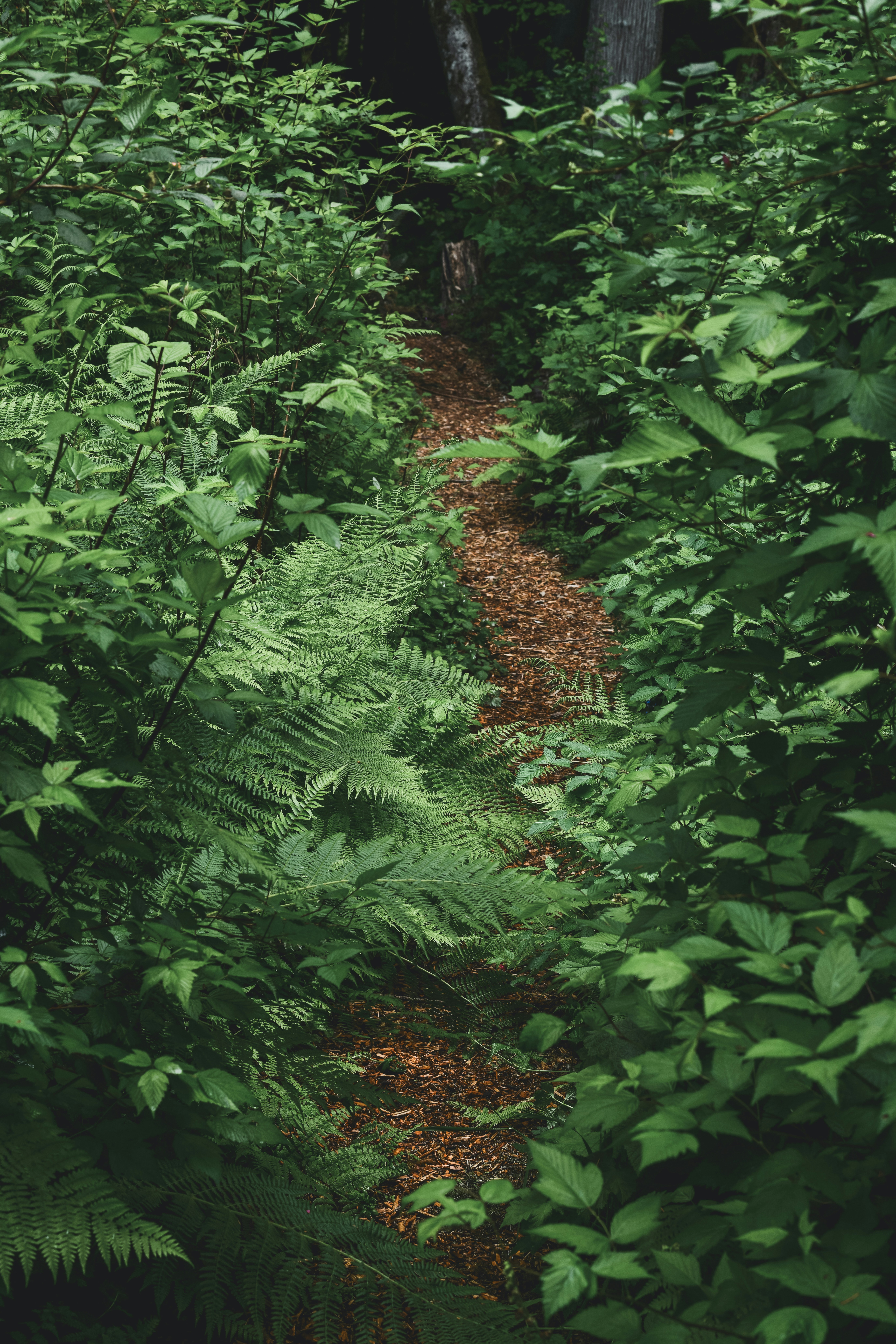 Green Corridor: A Narrow Fern-Featured Path Through Dense Underbrush