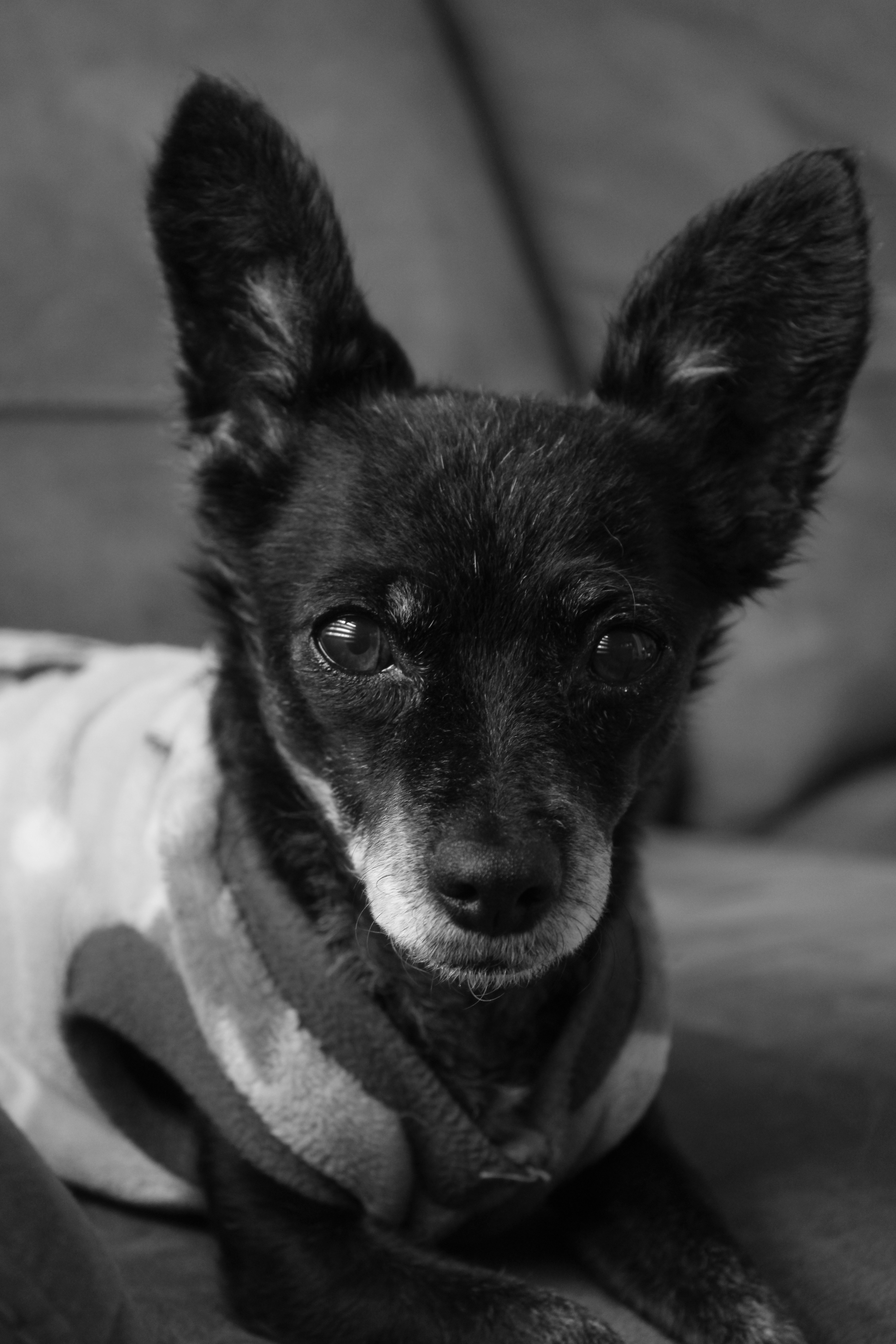 Quiet Gaze: A Senior Pup Resting in Soft Grayscale