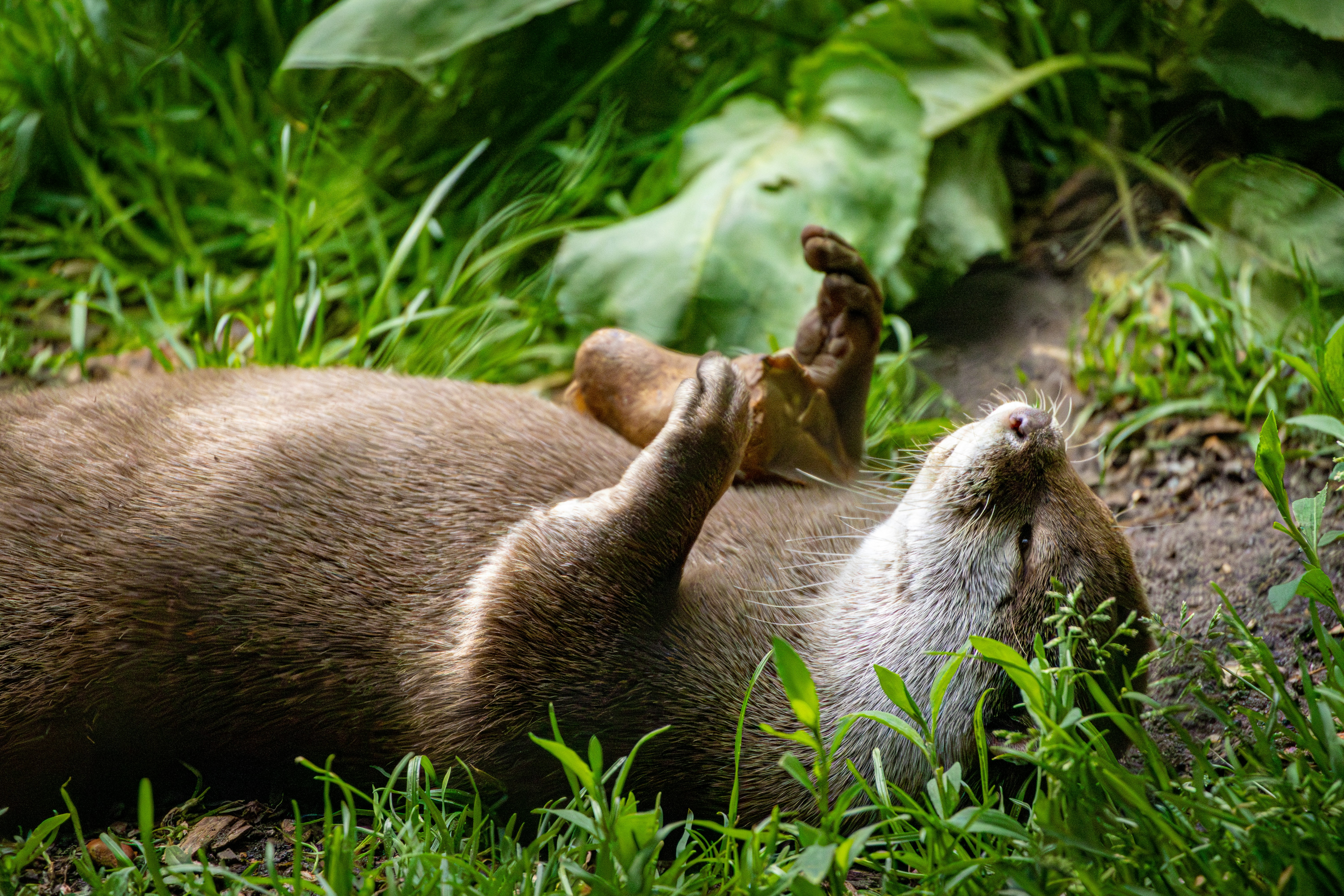 Relaxed Dormouse: A Ground-Level Snuggle Among Greenery