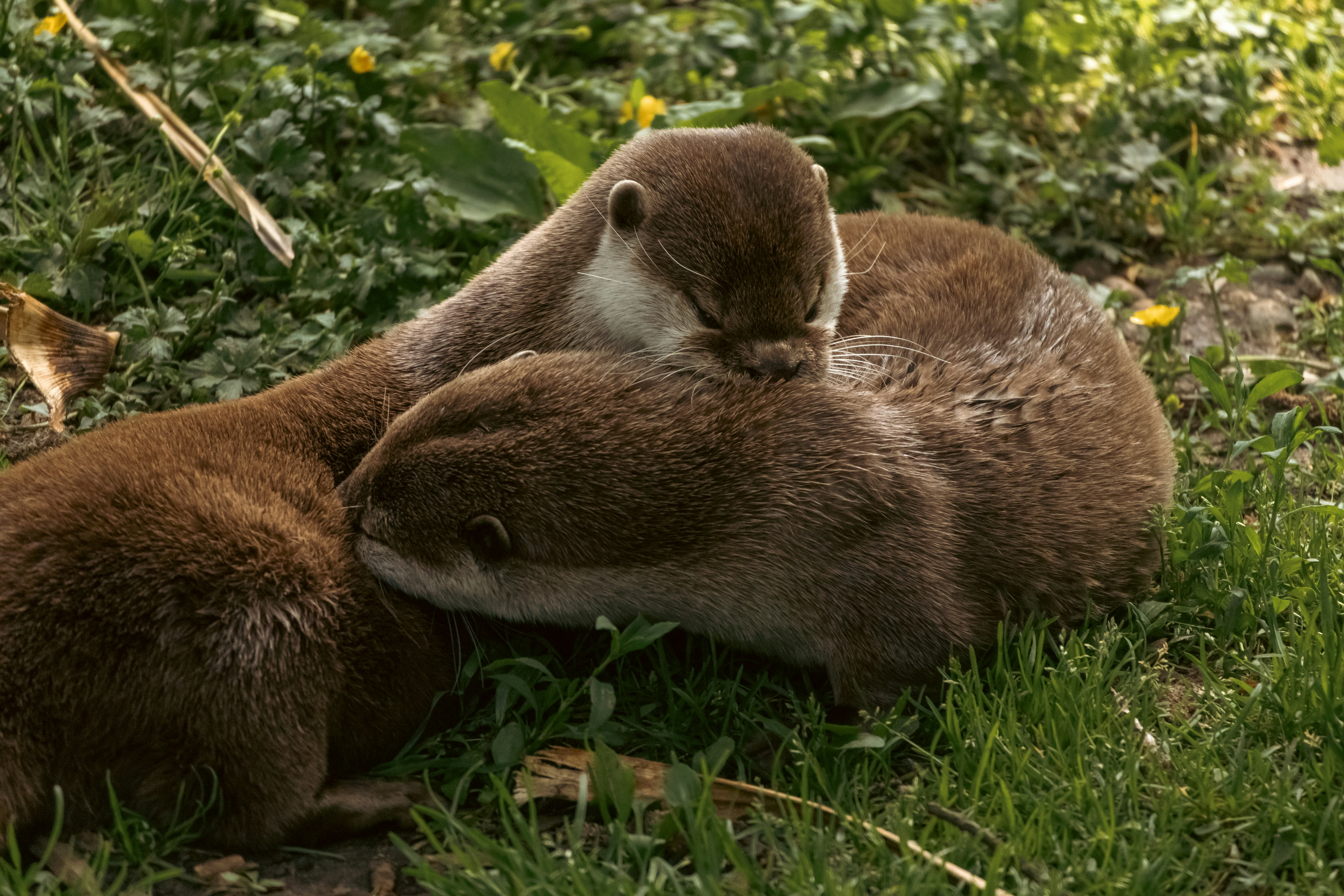 Quiet Nuzzle: Two Otters Nestle in the Grass