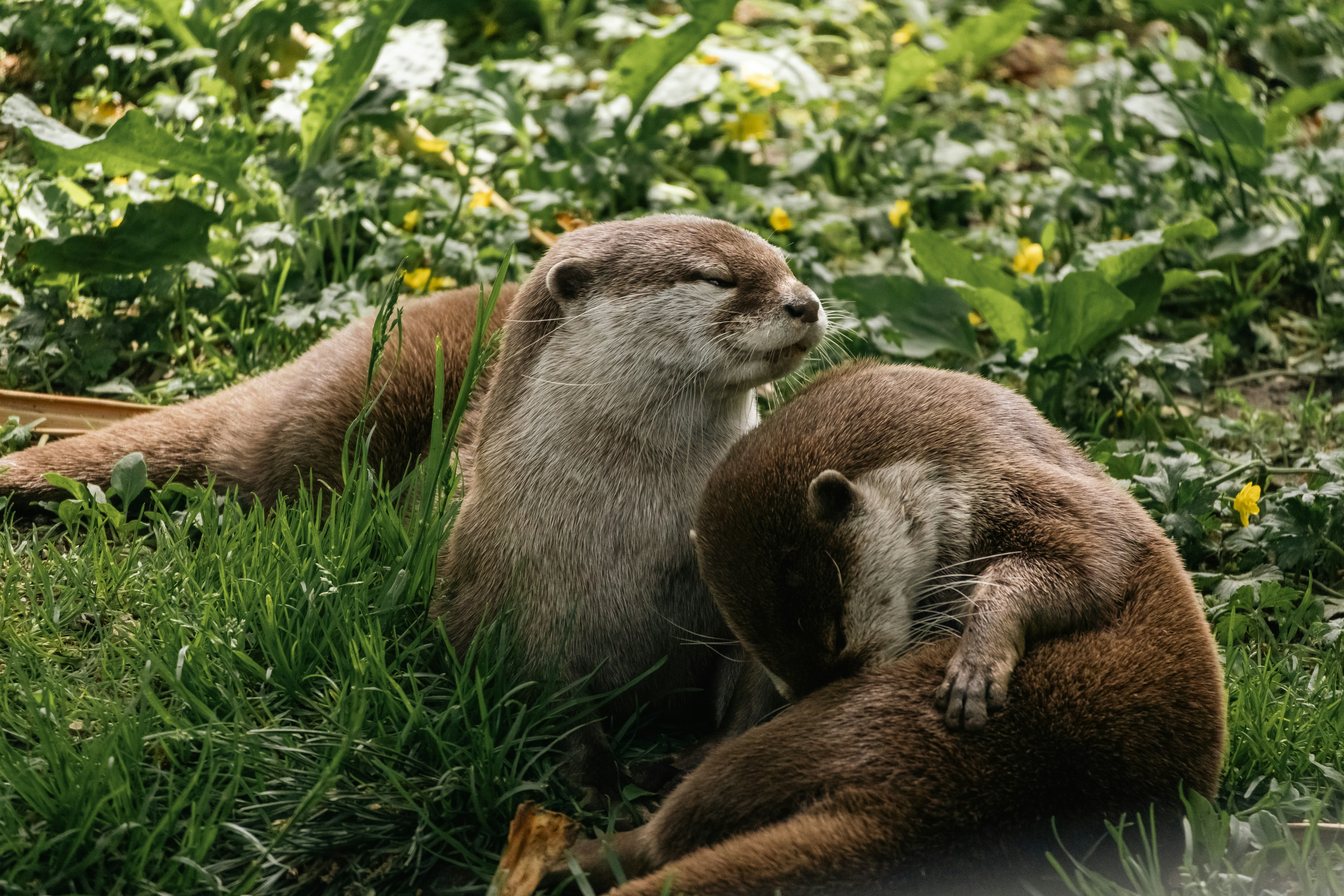 Close-Quarters Rest: Two Otters Pause in Sunlit Meadow