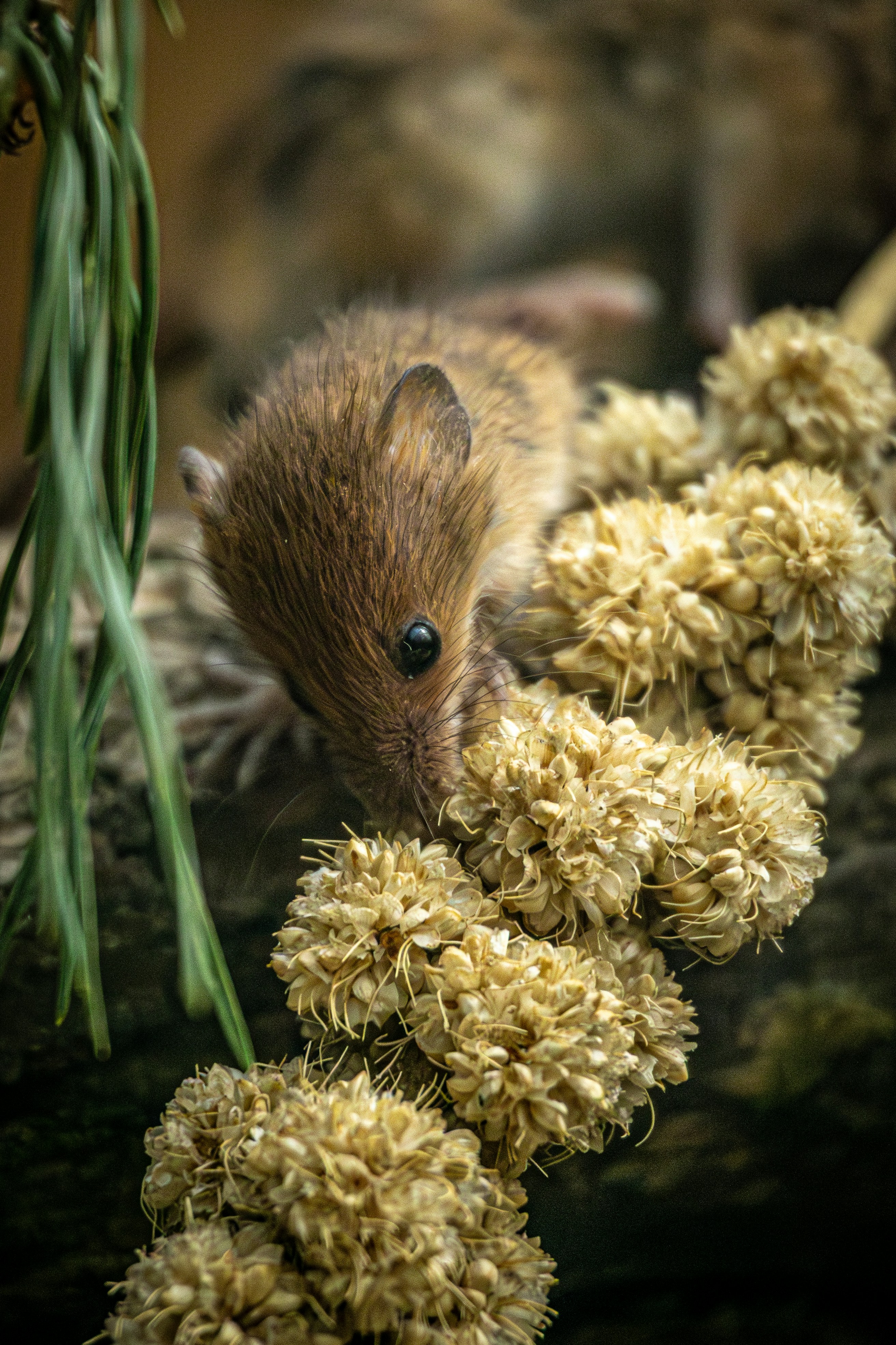 Whiskered Forager Among Sunlit Seed Clusters