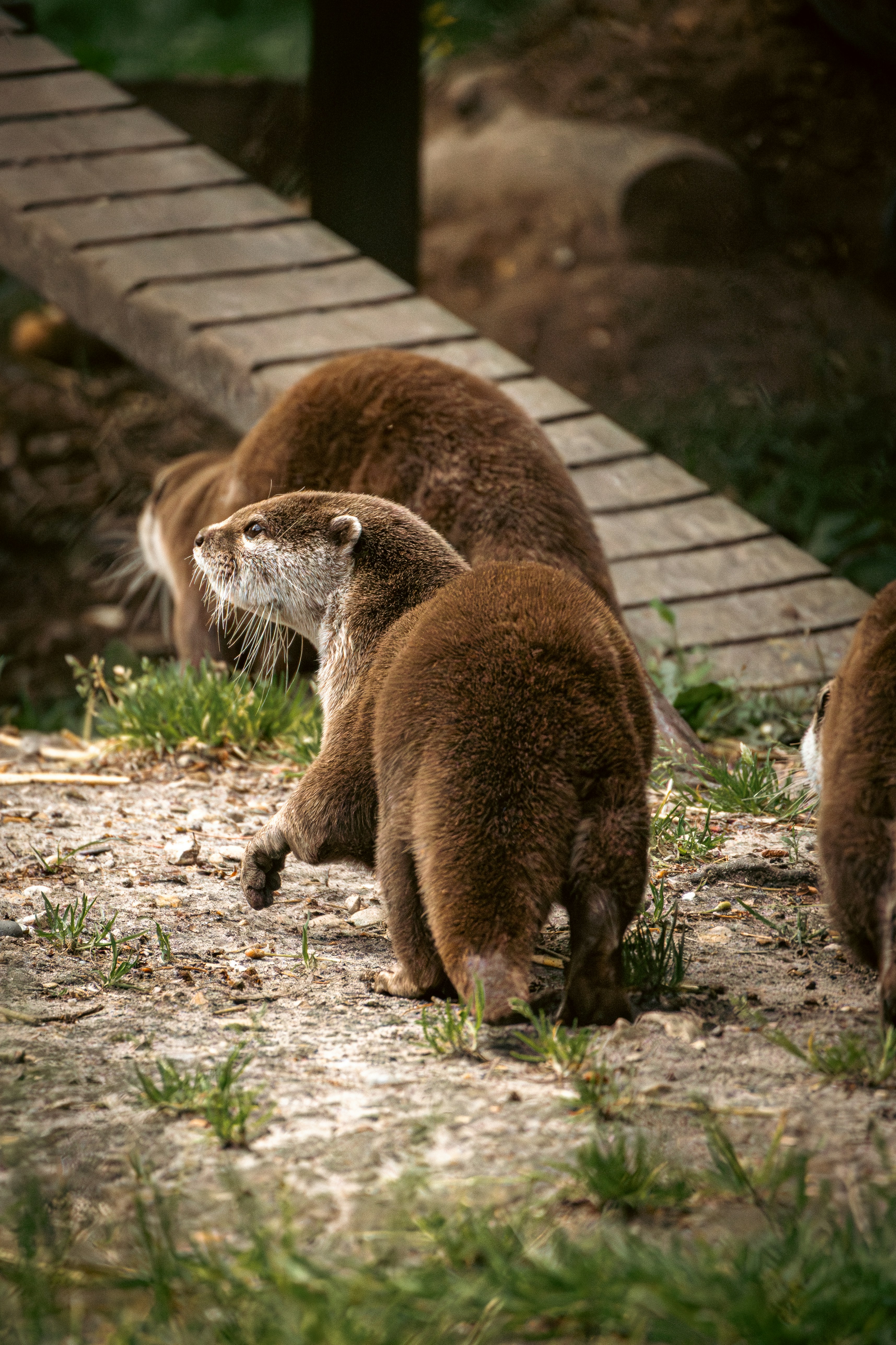 Curious Trio of Otters on a Timber Walkway