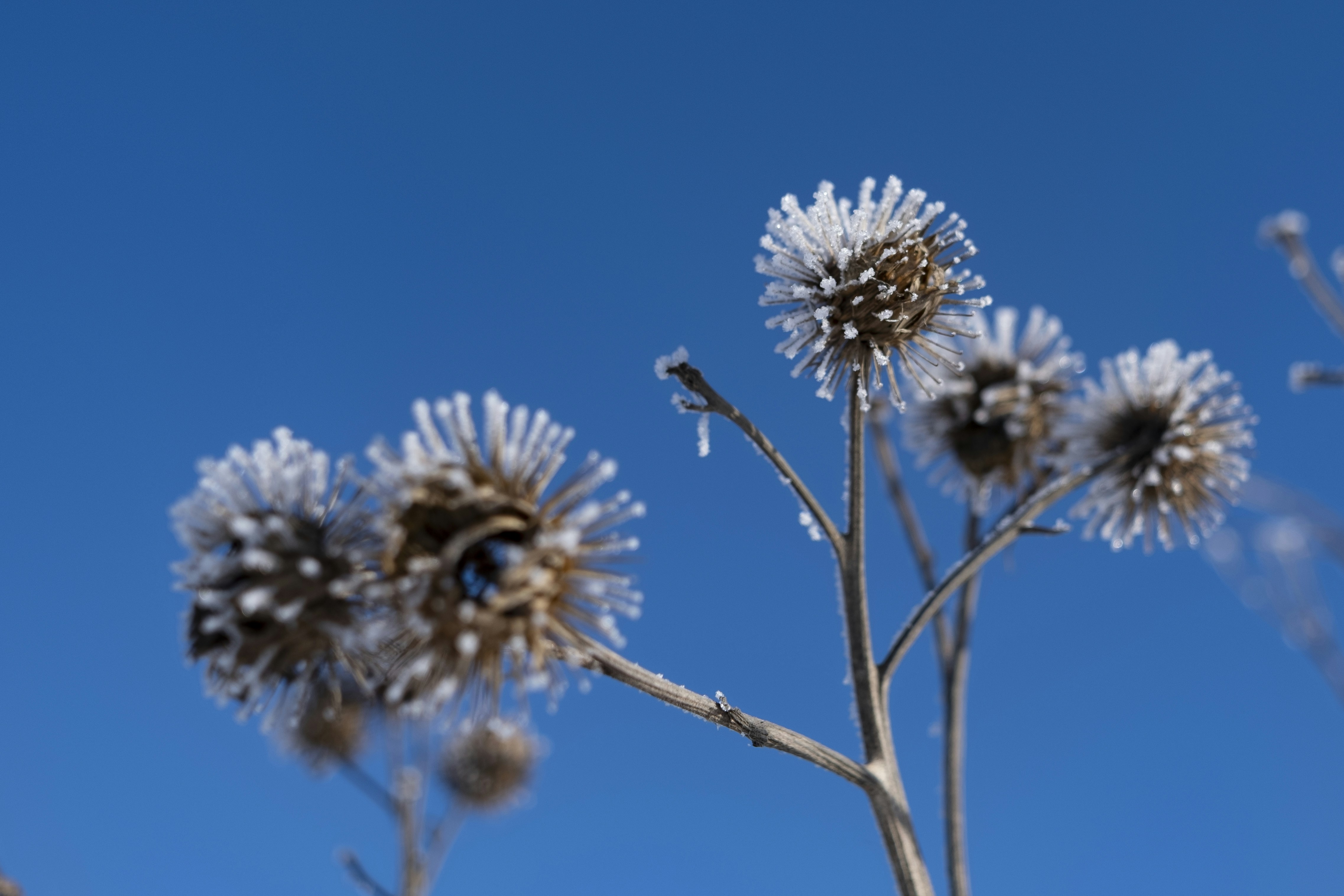 Arid Bloom Freeze: Frosted Heads Against a Clear Blue