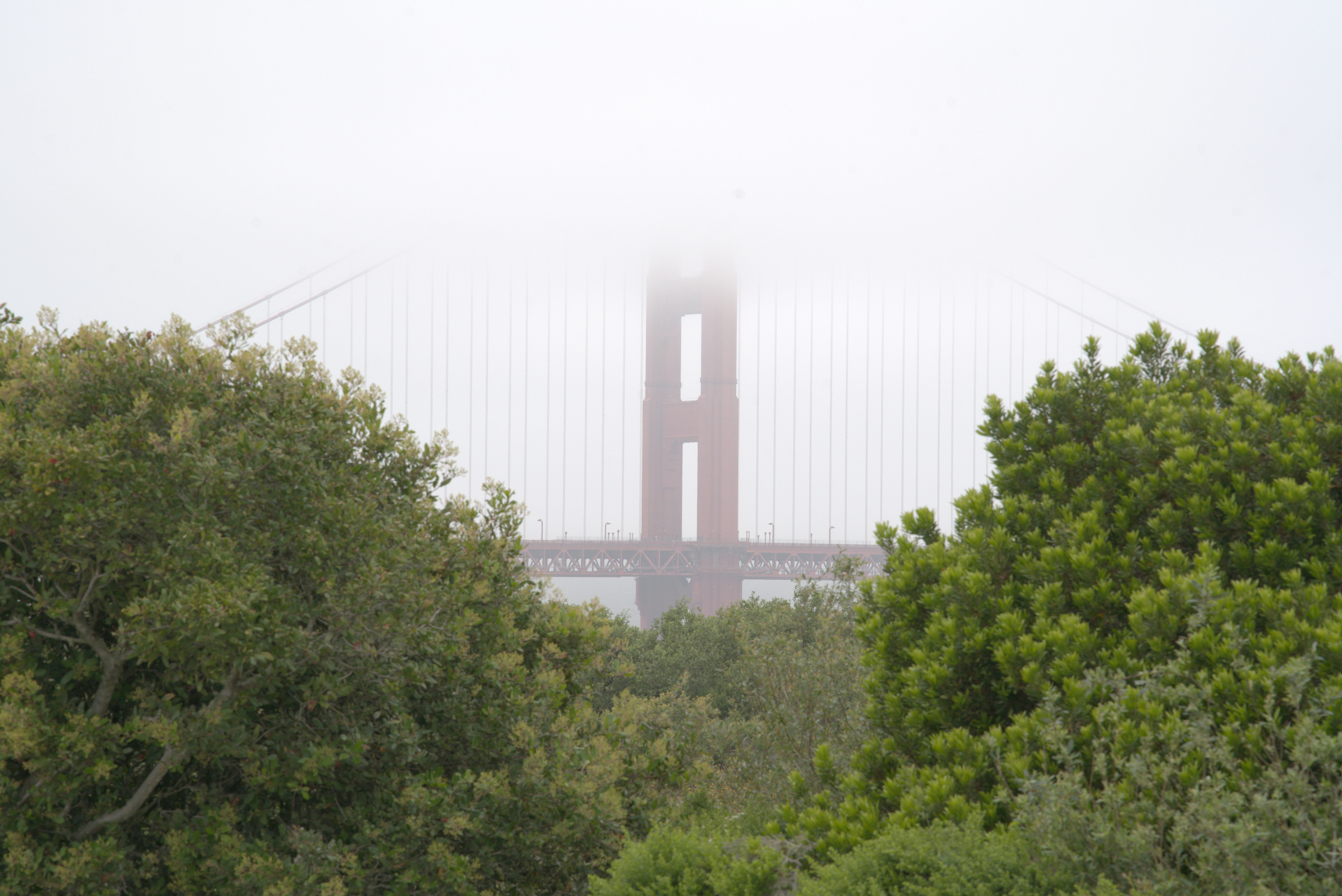 Mist-Rimmed Titan: Golden Gate Hidden in Fog