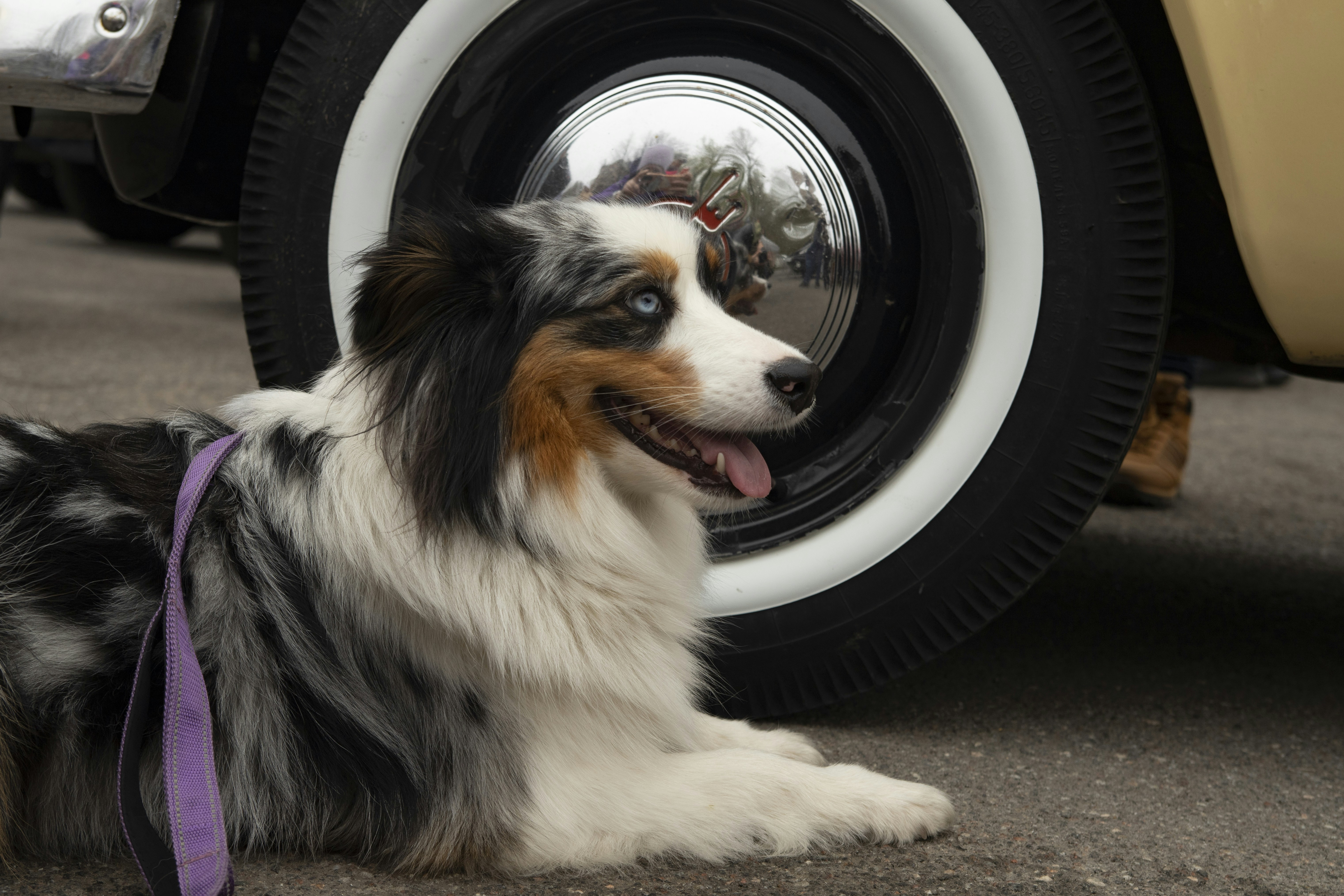 Focus in the Wheel: A Relaxed Herder Rest by the Vintage Tire