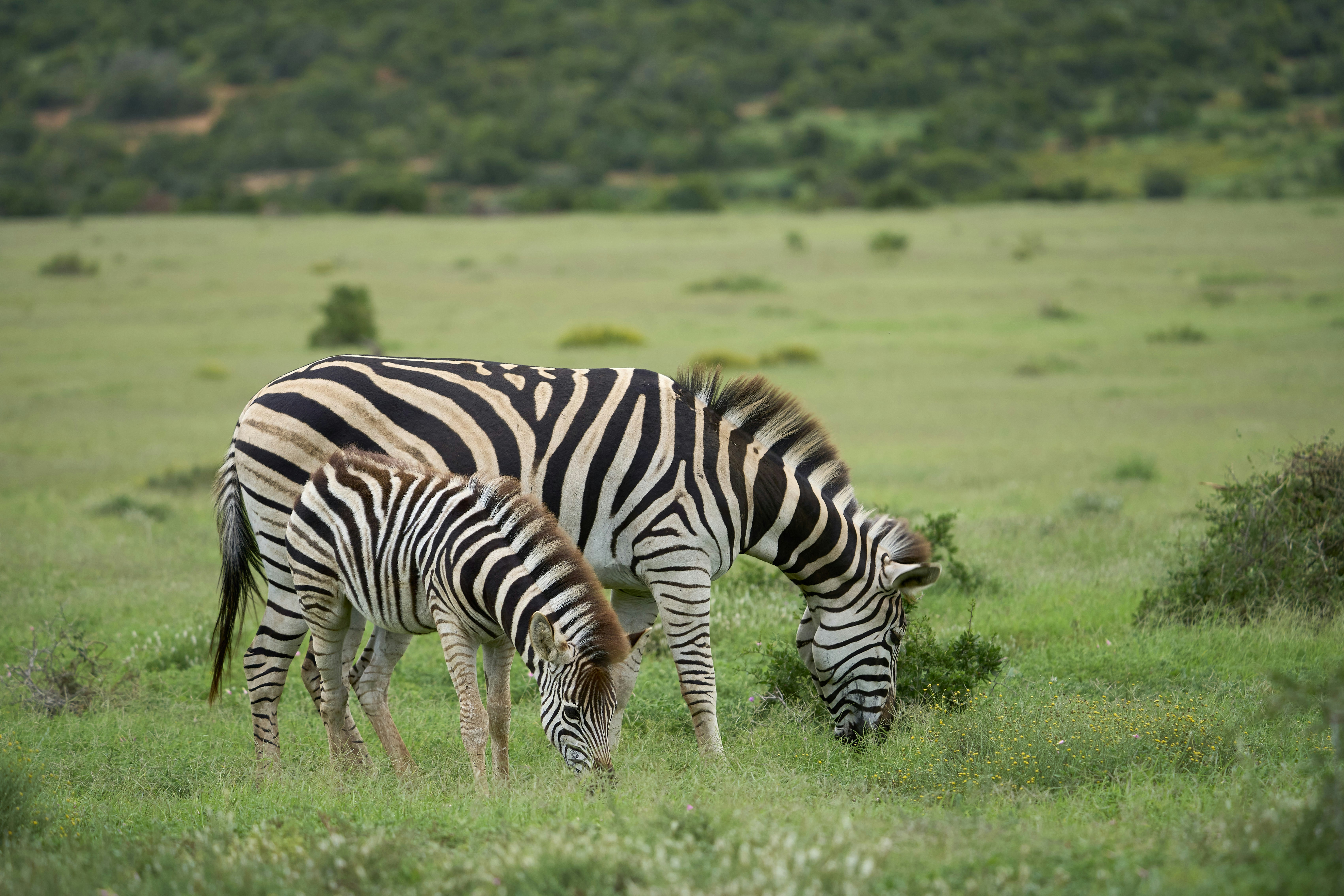 Grazing Zebras Under Open Herd Light