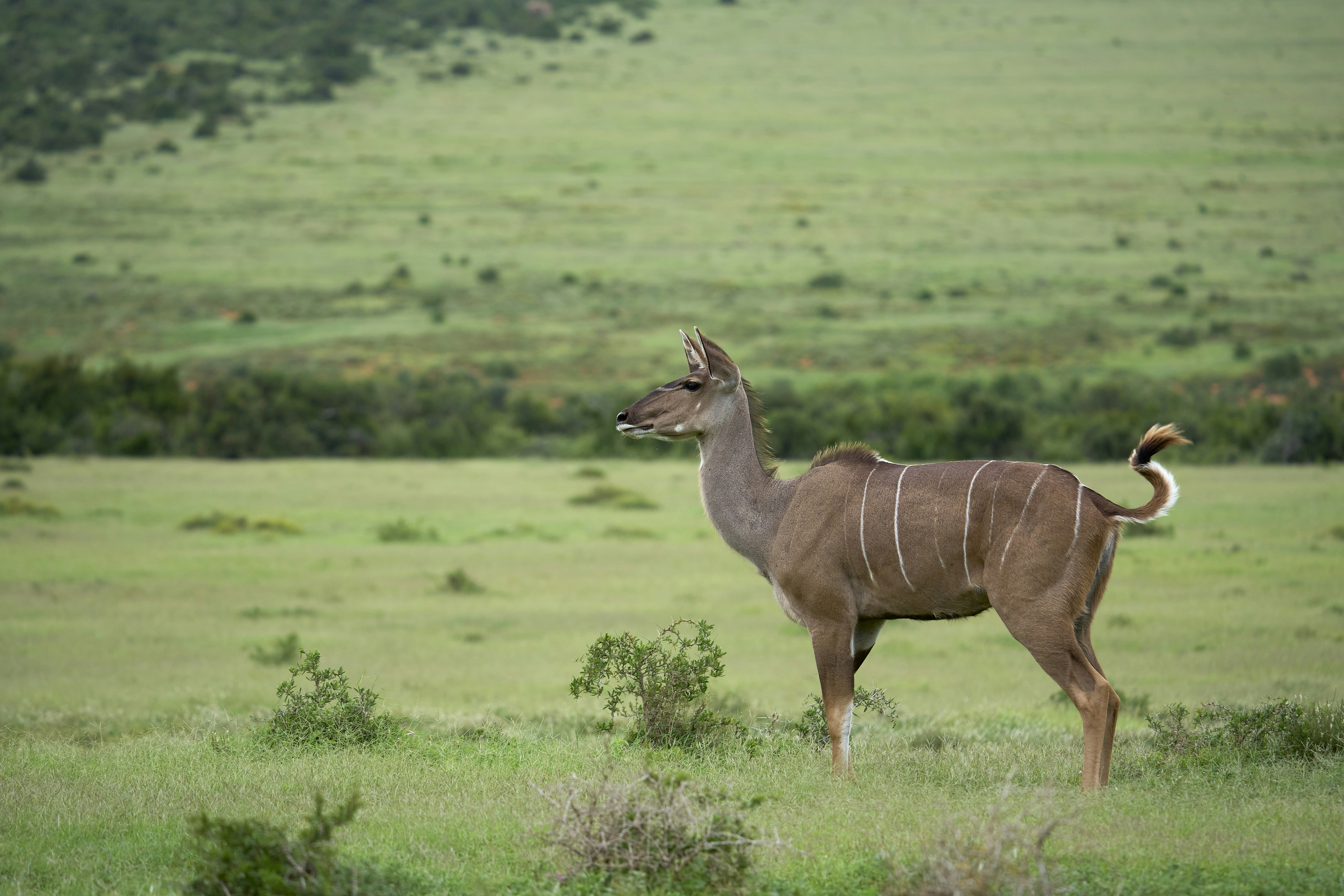 Grazing Impala in a Seam of Grassland