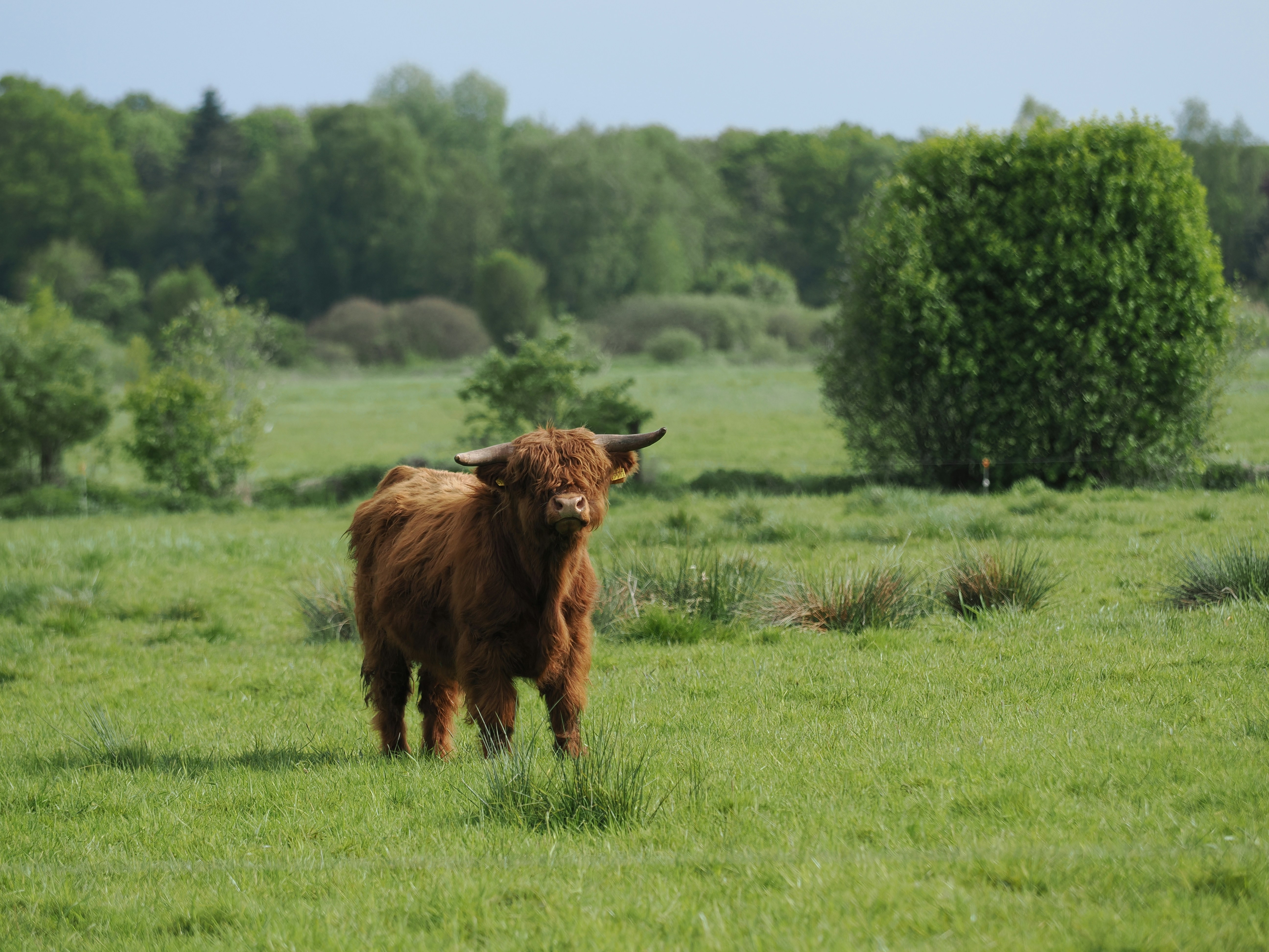 Bronzed Highlander in a Lime Field
