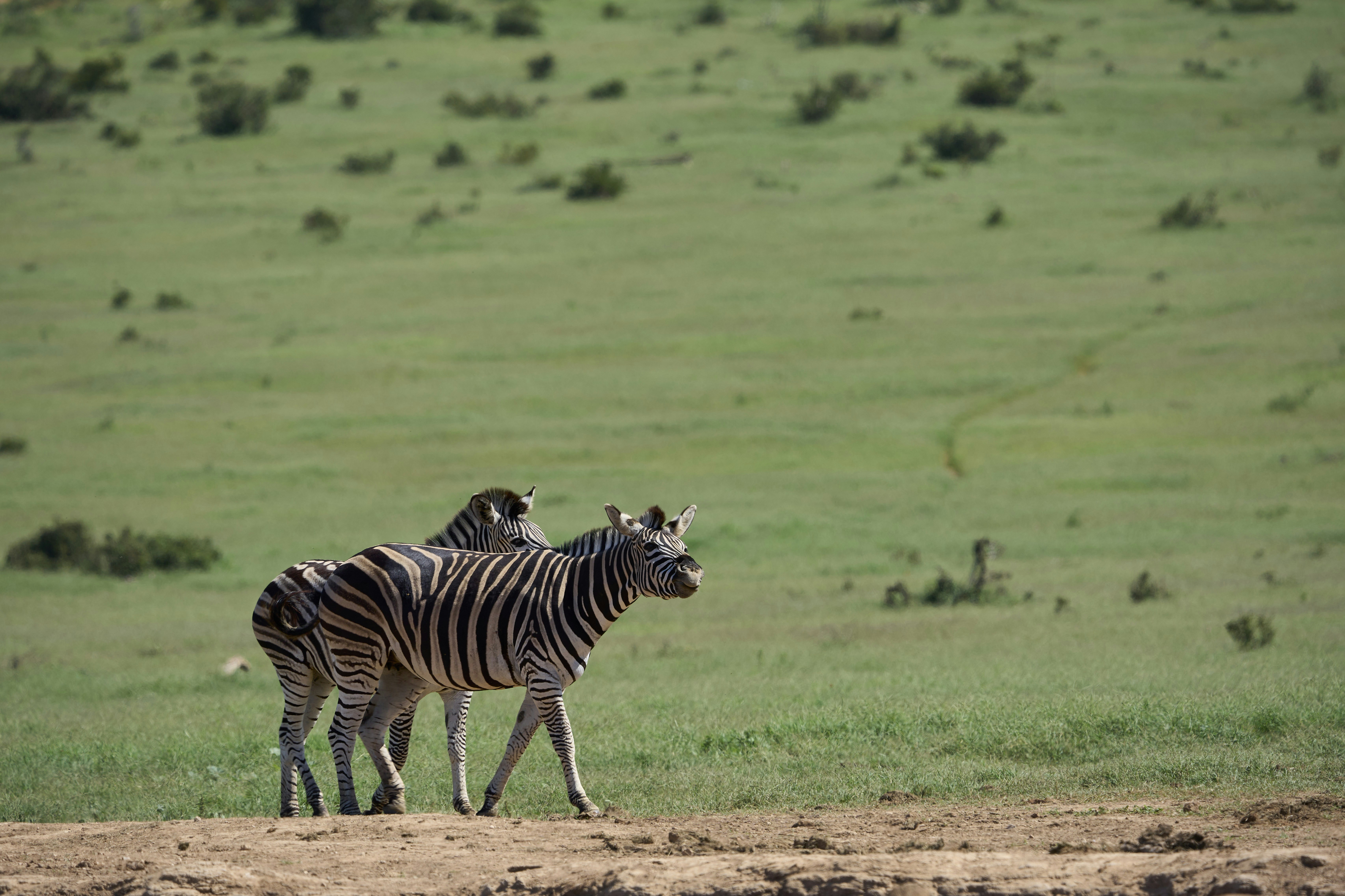 Two Zebras Pause at the Edge of a Savanna