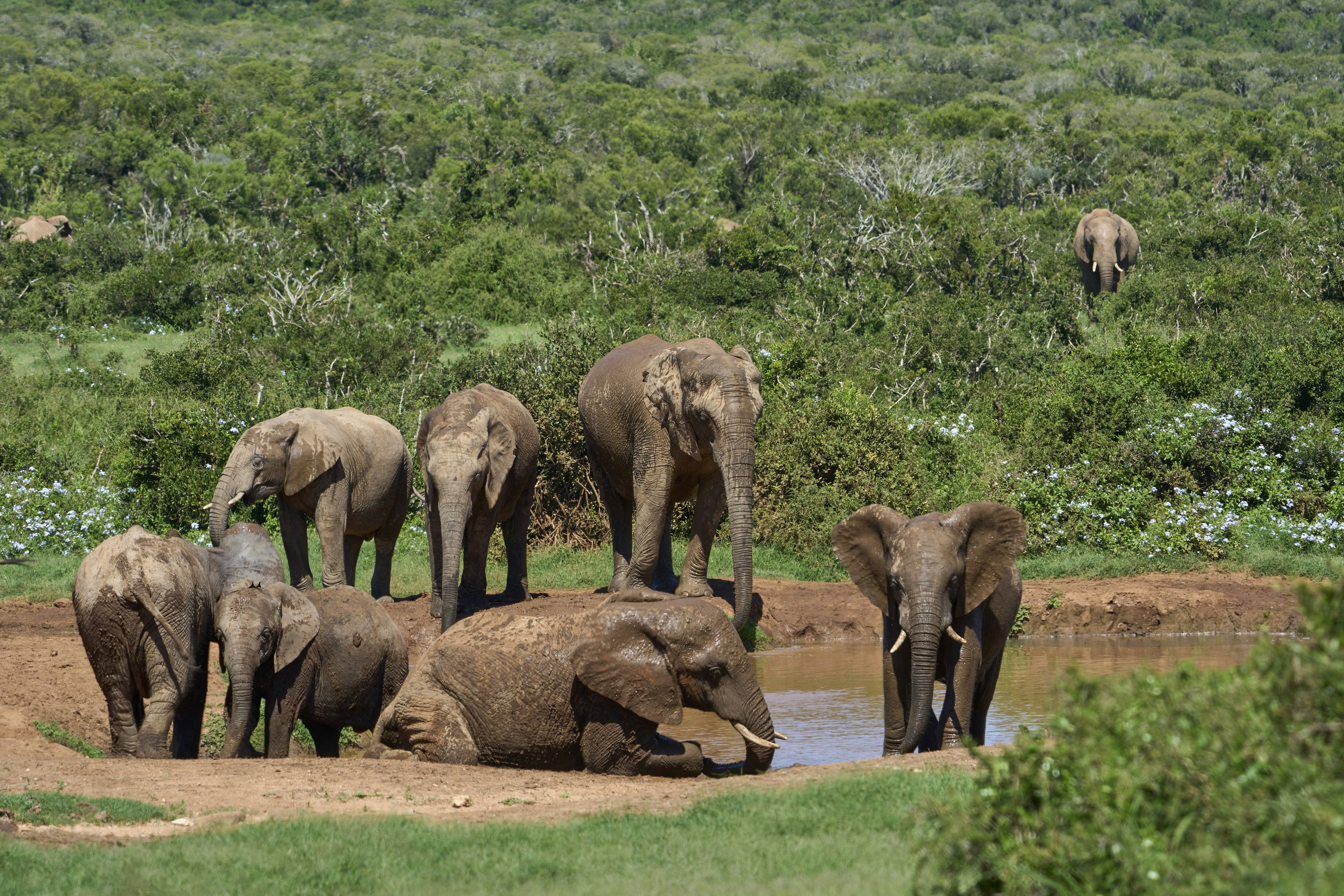 Mud-and-Water Refuge: A Herd Bathes at Dusk