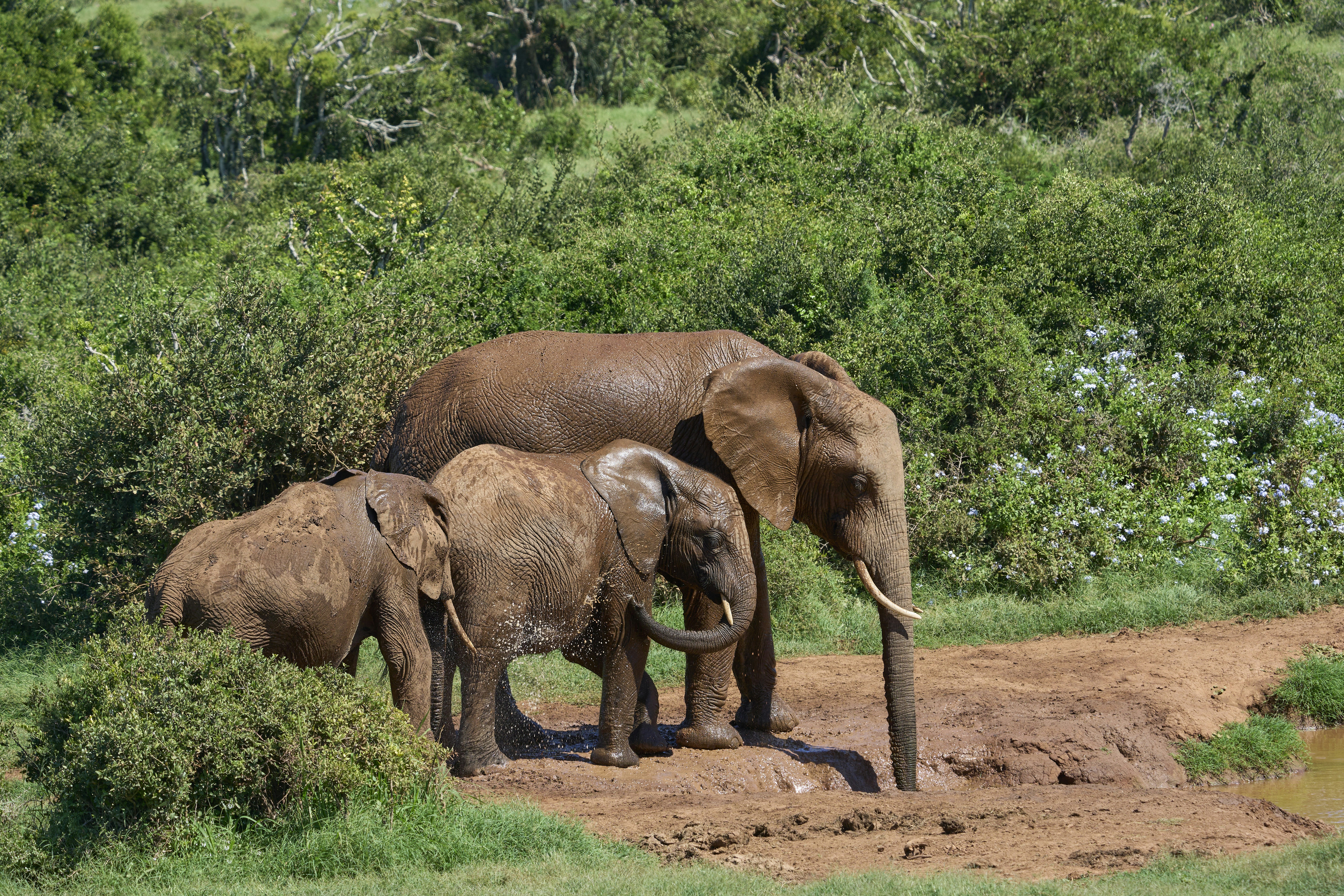 Family of Elephants at a Muddy Watering Hole