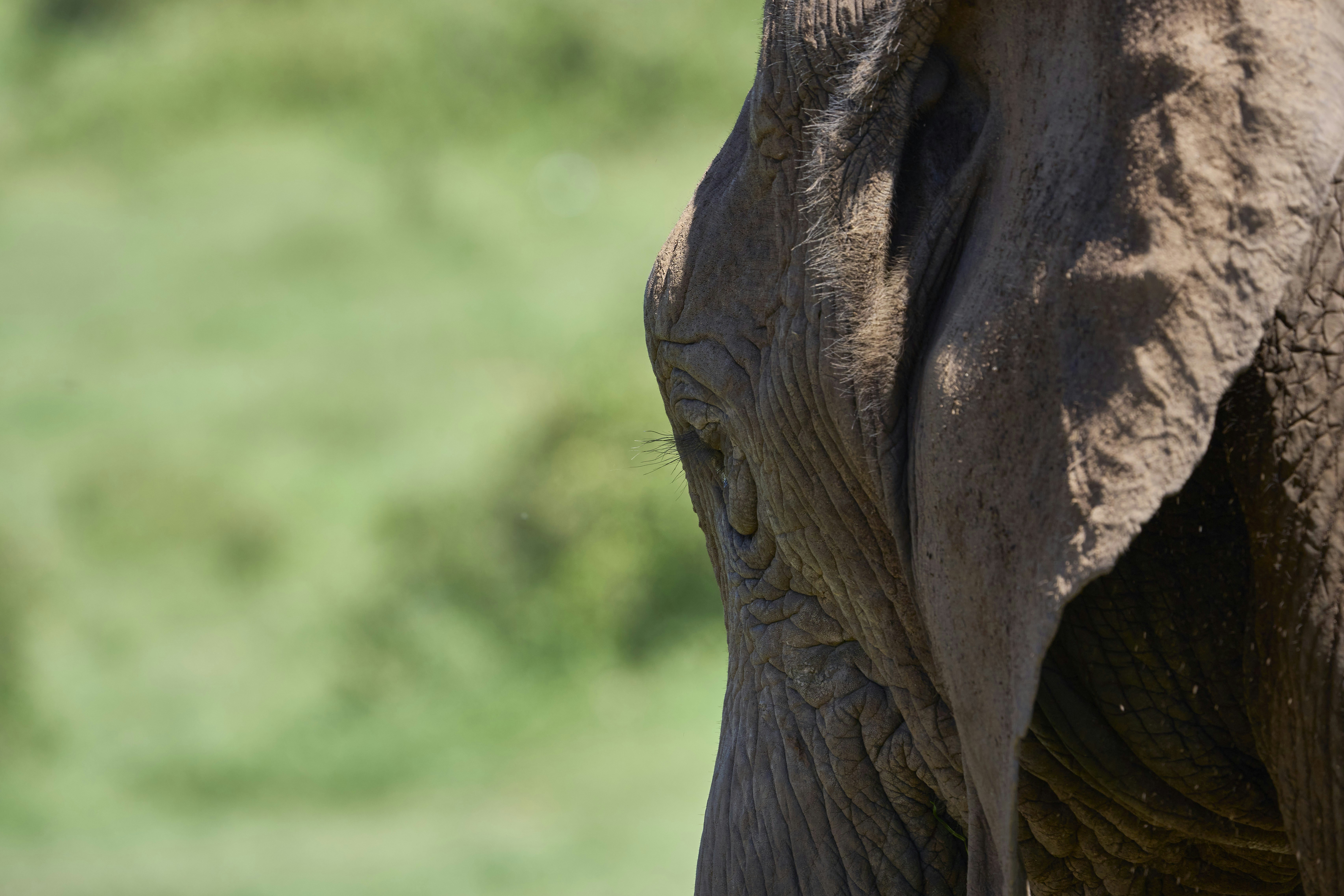Partial Elephant Portrait: Focus on Weathered Skin and Drape of the Ear