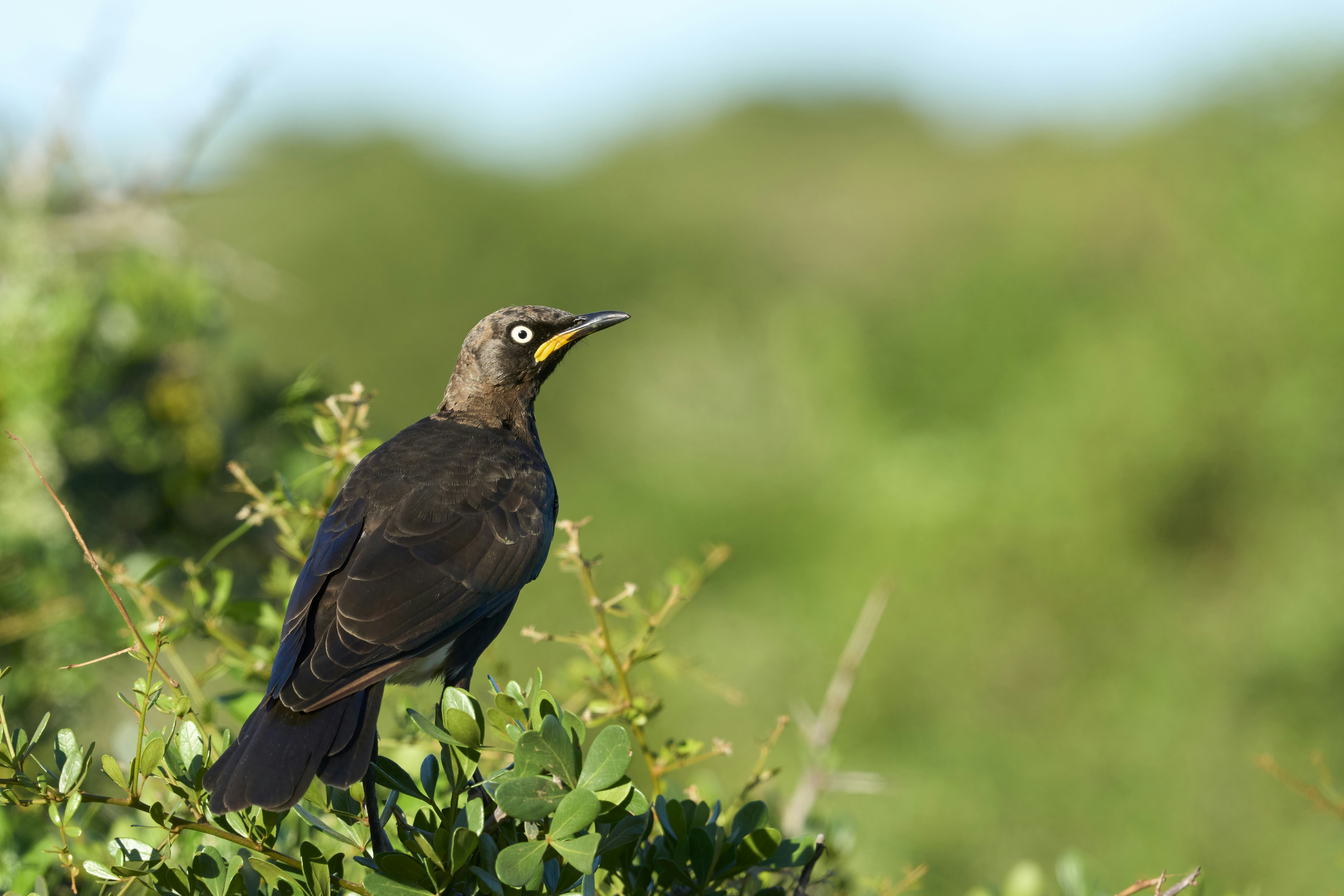 Yellow-eyed Thrush on Coastal Foliage