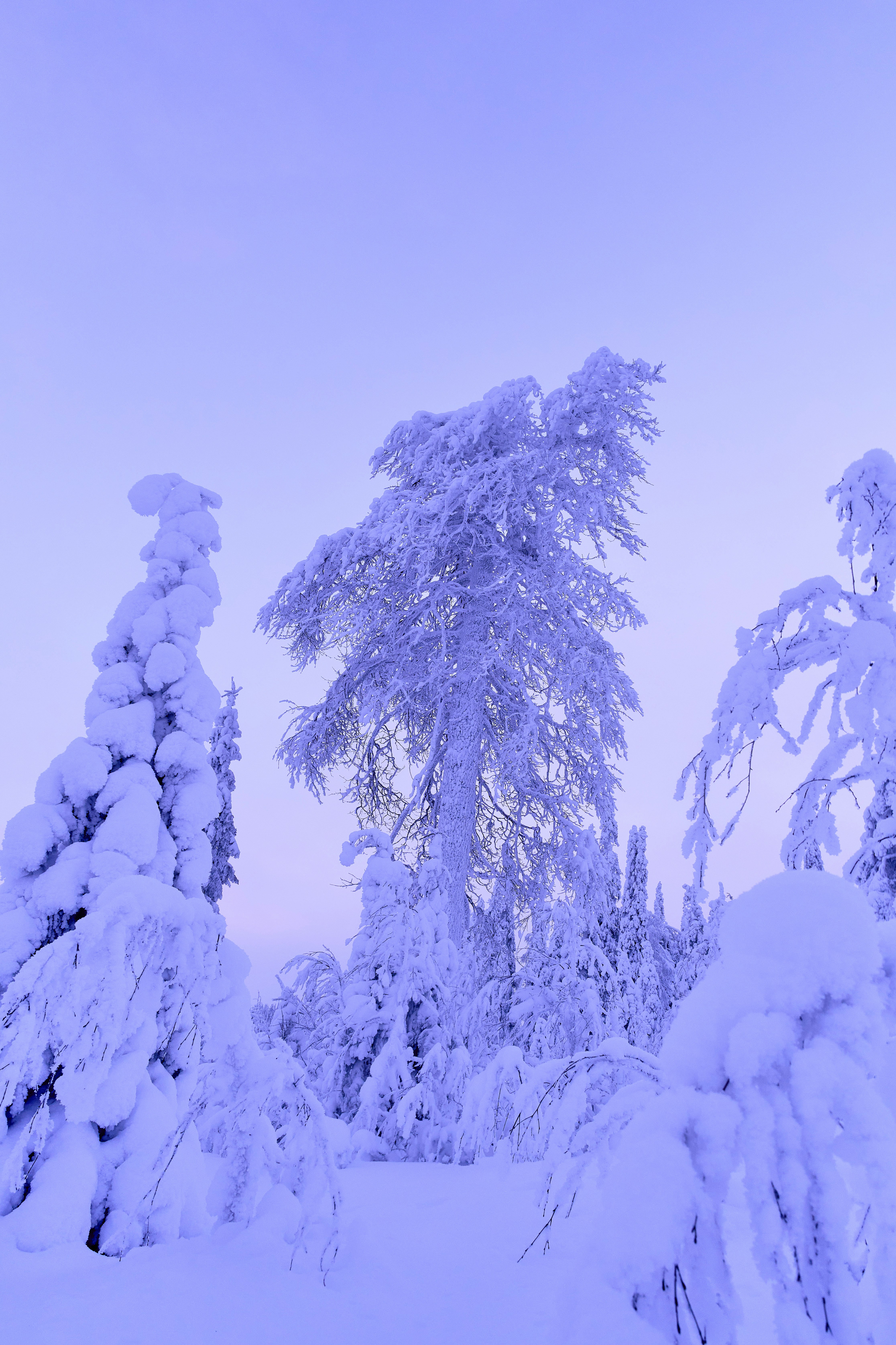 Winter Sentinel: Snow-Laden Trees Crowned in Quiet Light