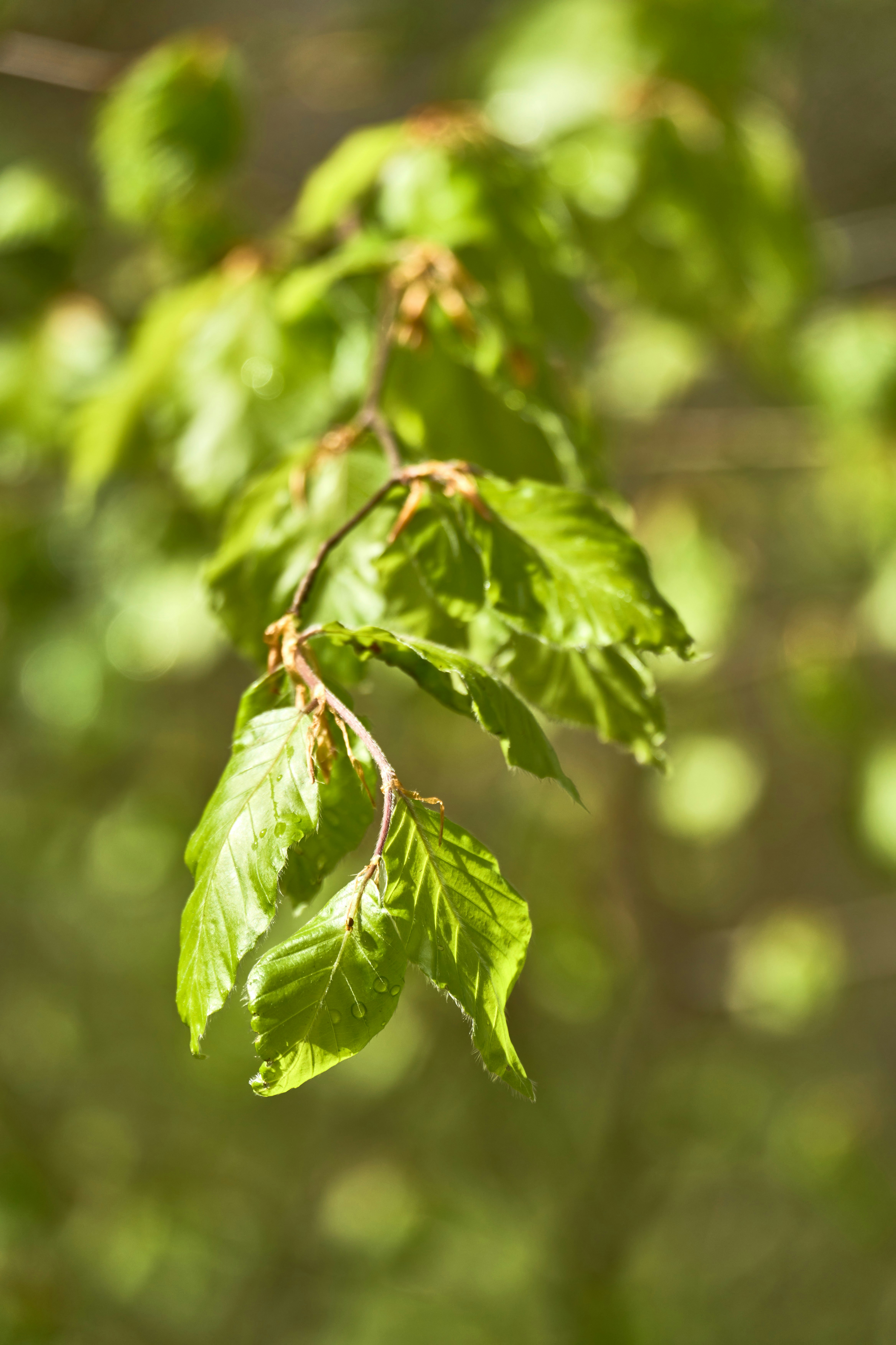 Emerald Fringe: A Sunlit Leaf Cascade