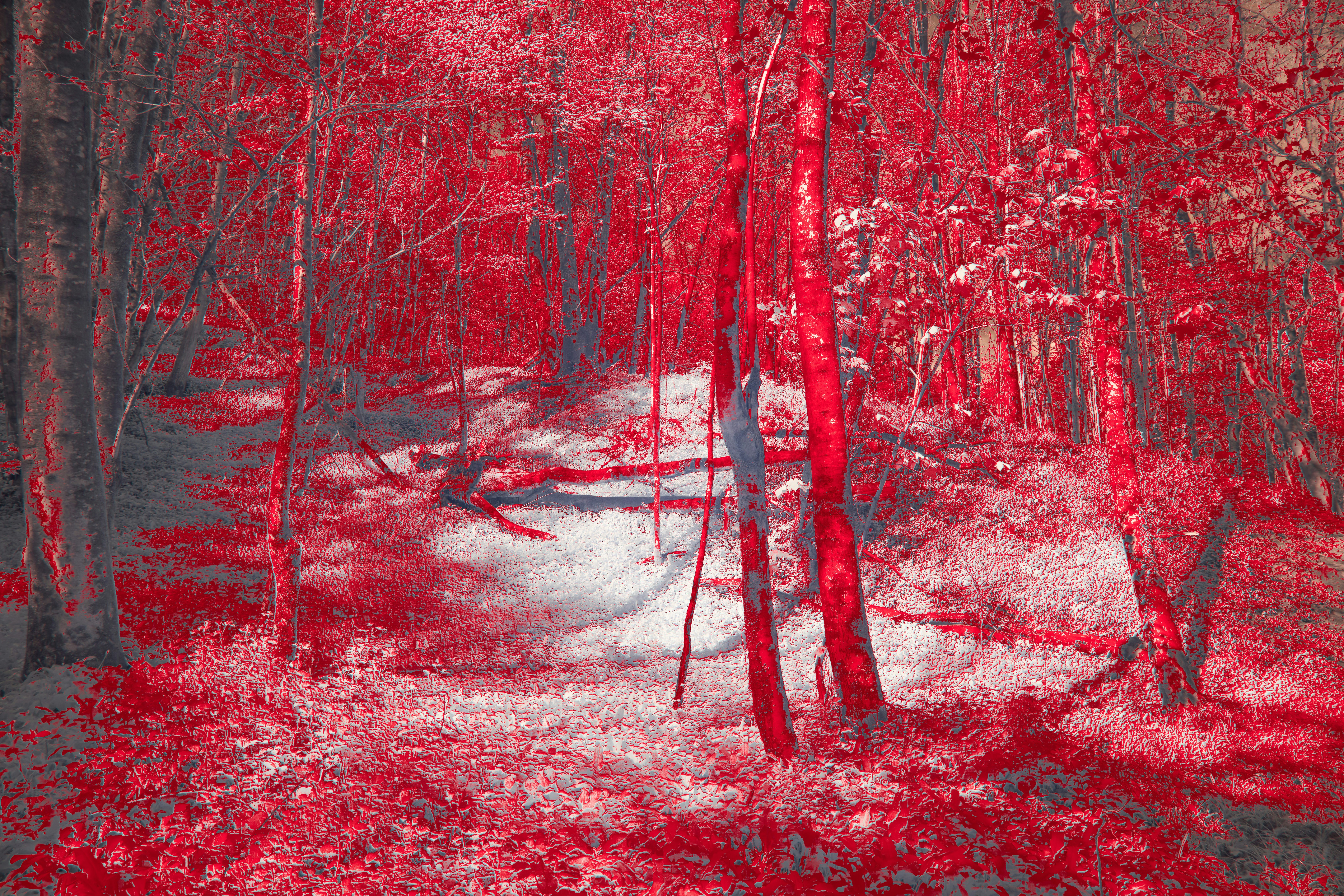 Red-Tinted Forest Path: A Surreal Walk Through Embered Trees