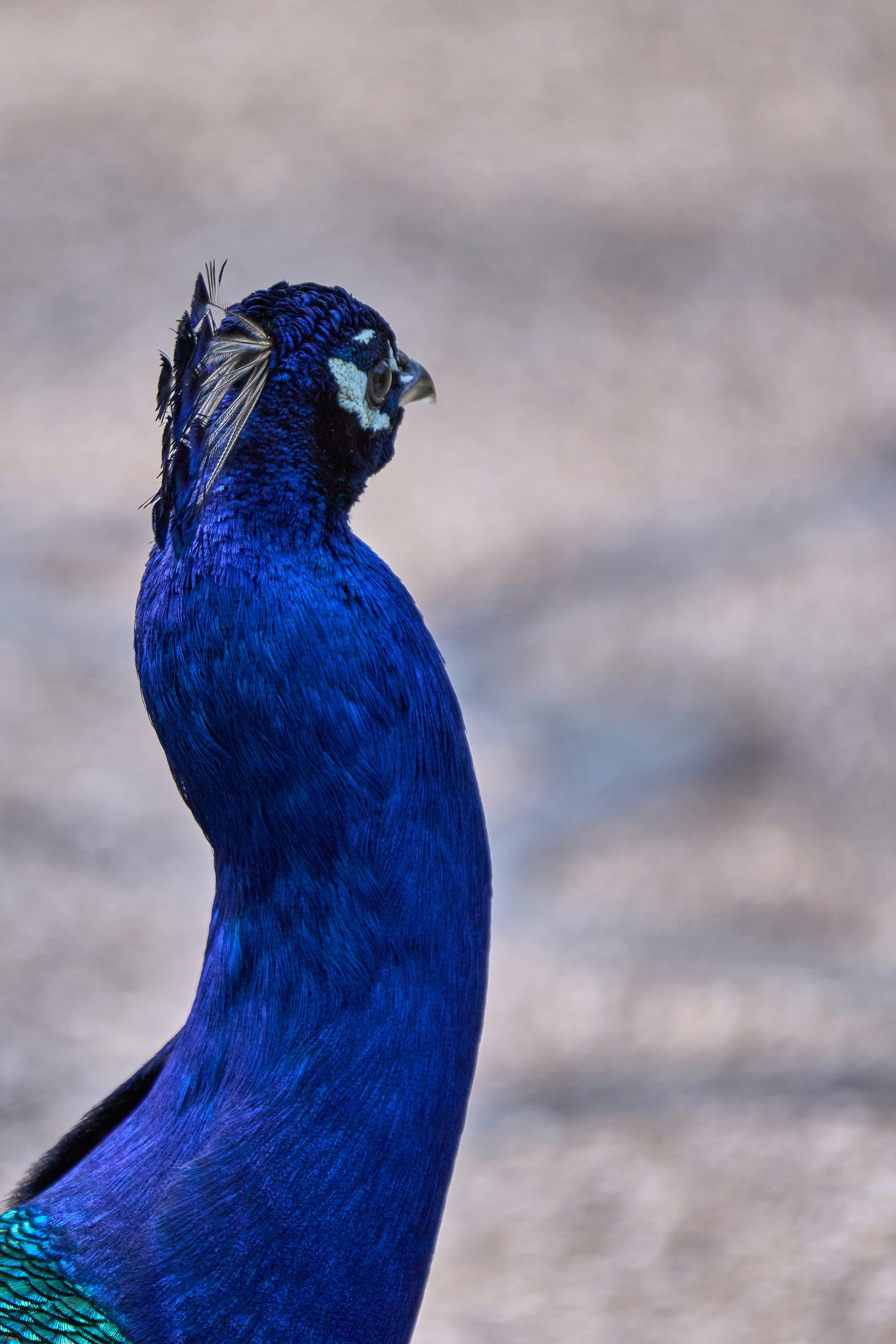 Indigo Regent: Close-Up of a Peacock’s Crest and Bosom