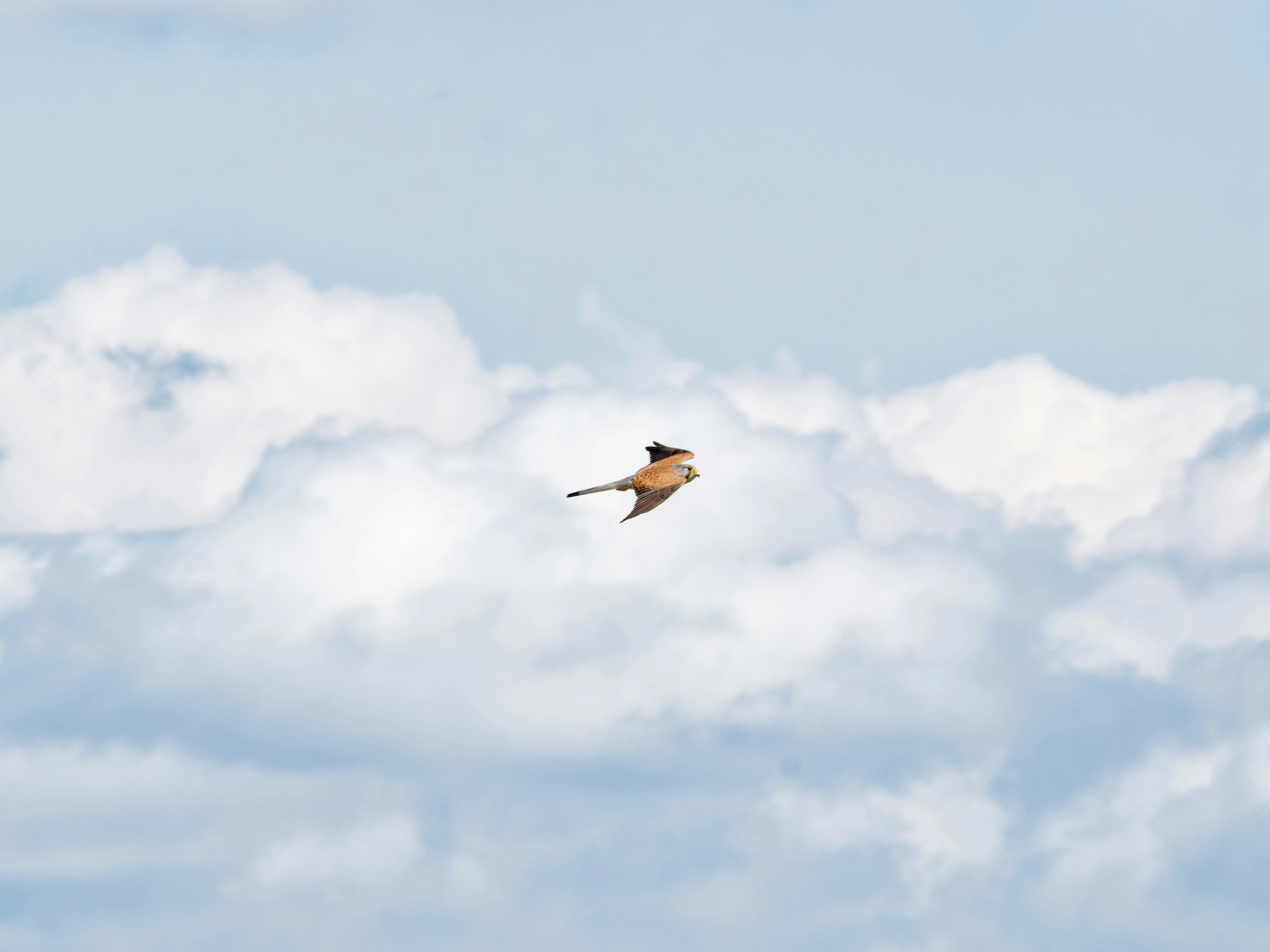 Bird in a Moment of Flight Above a Cloudscape