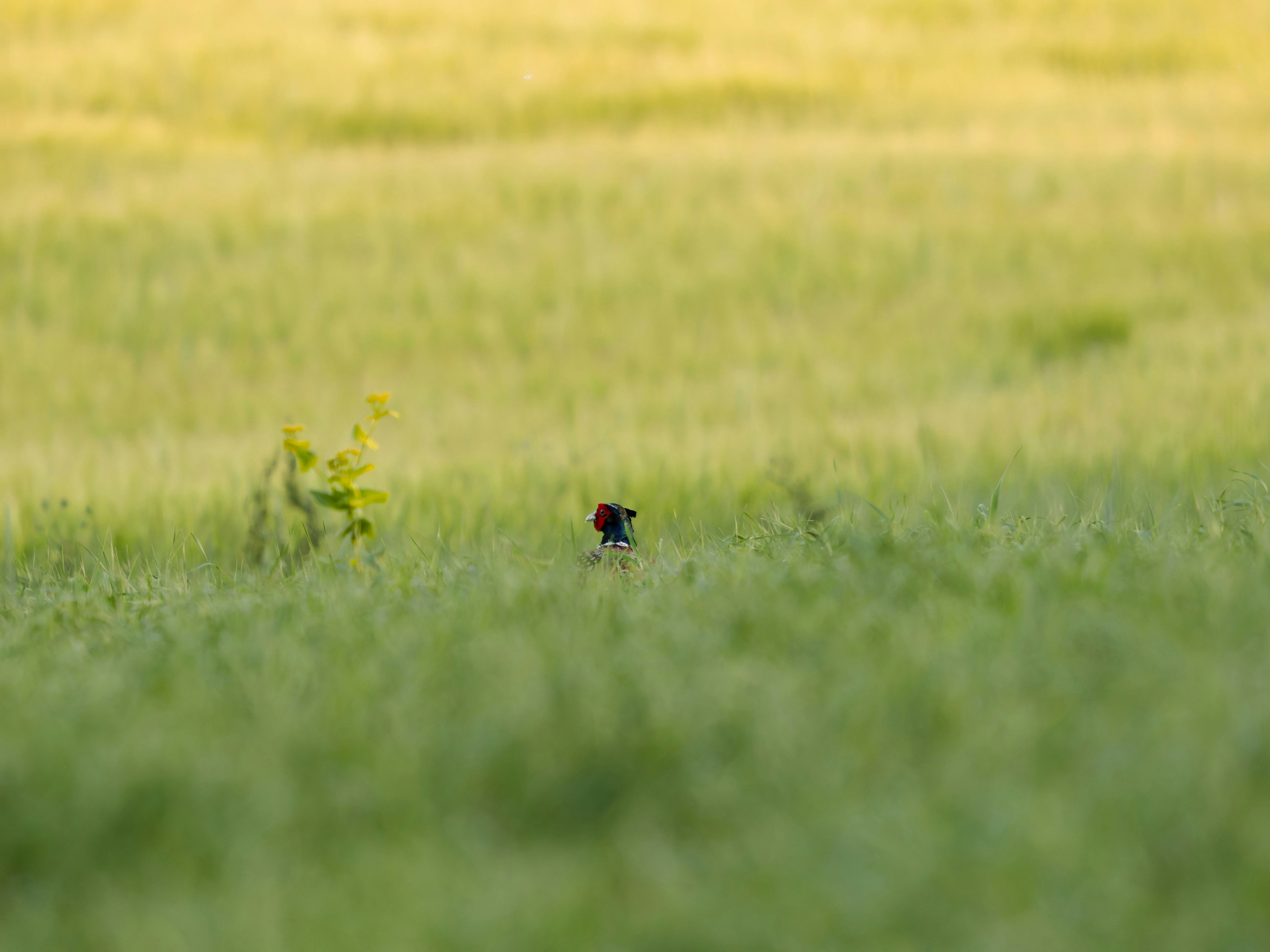 Tiny Swallow Amid the Golden Meadow