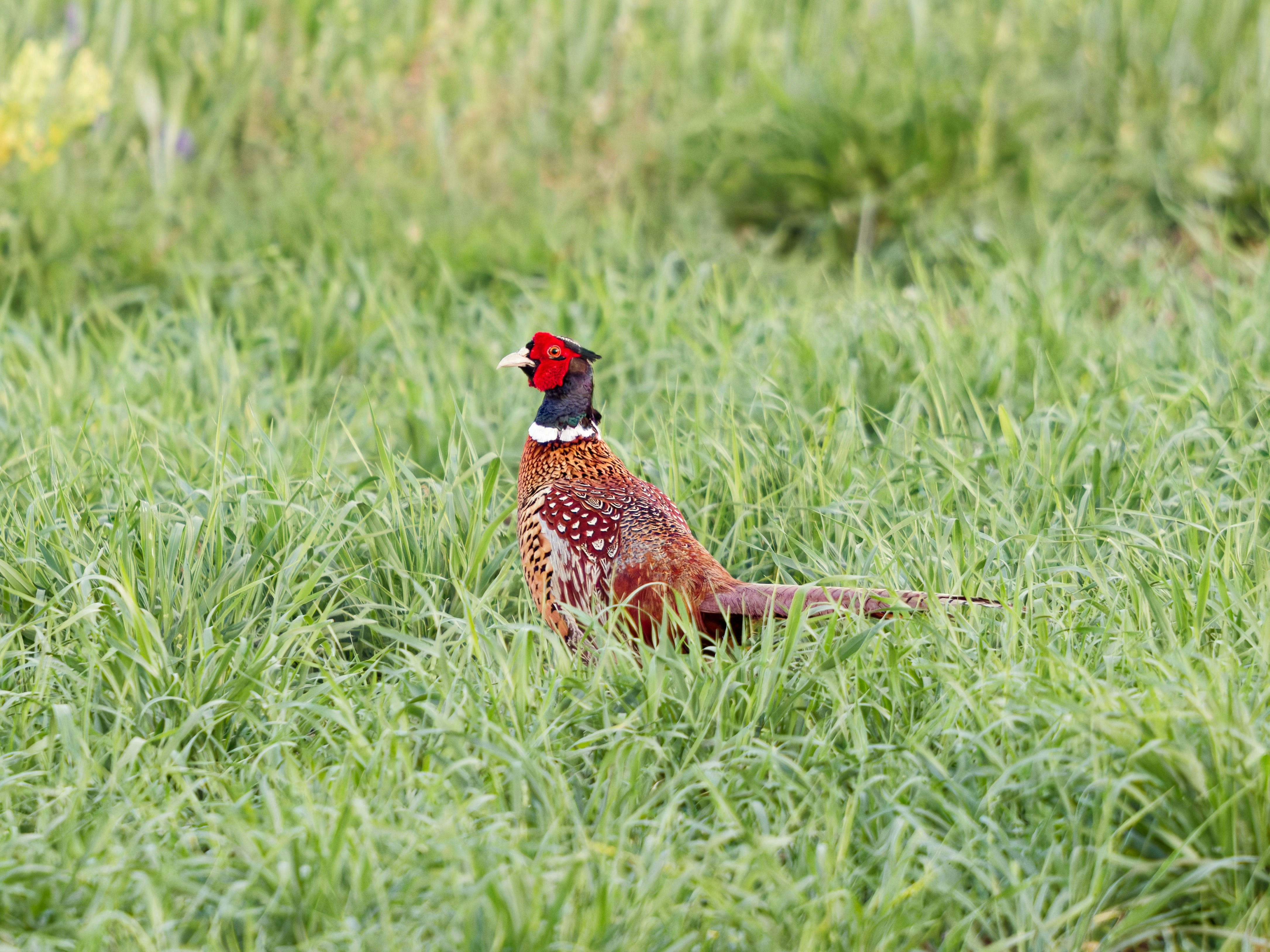 Red Grouse in Emerald Field