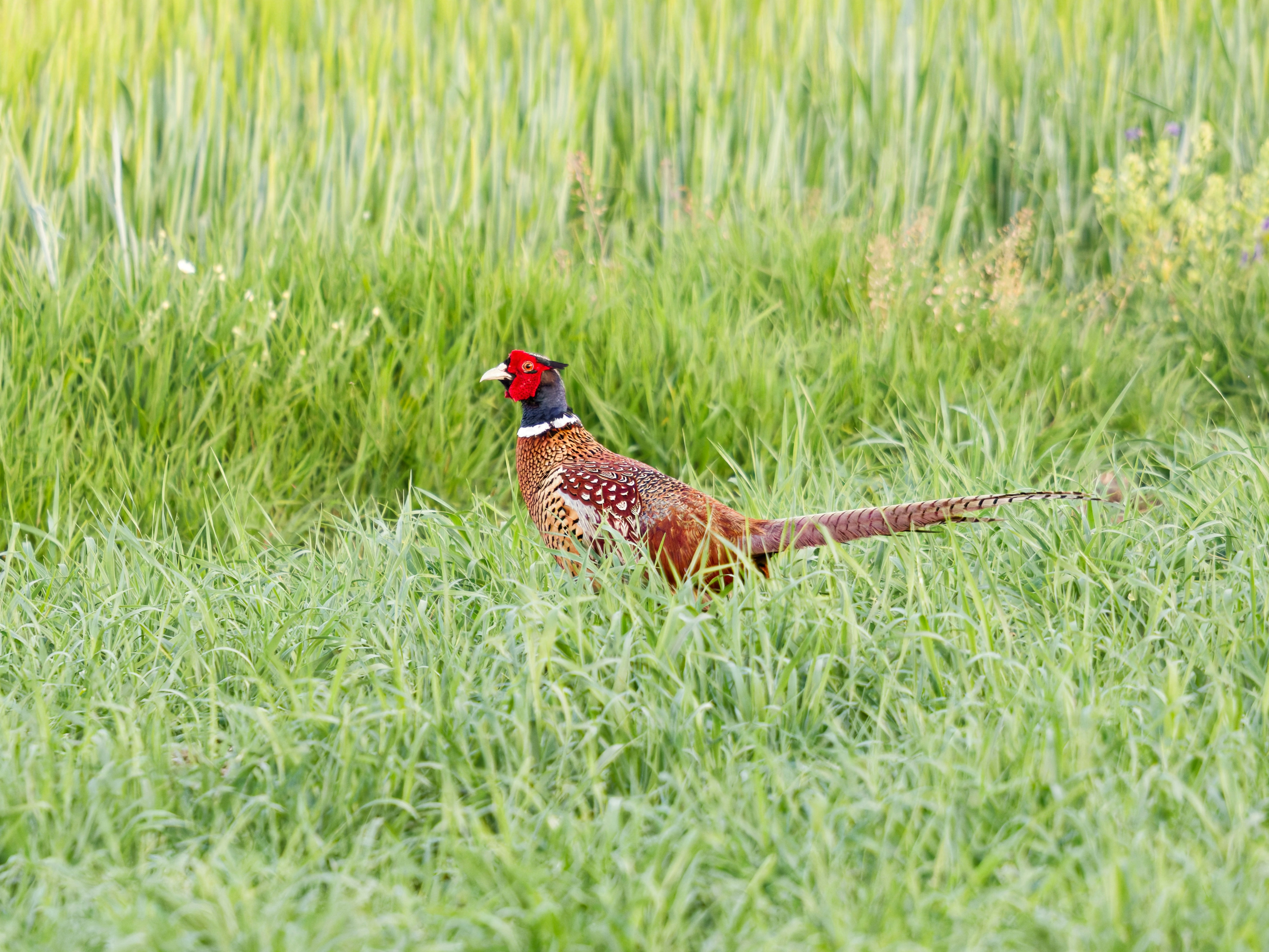 Red-shouldered Phasianid Striding Through Meadow
